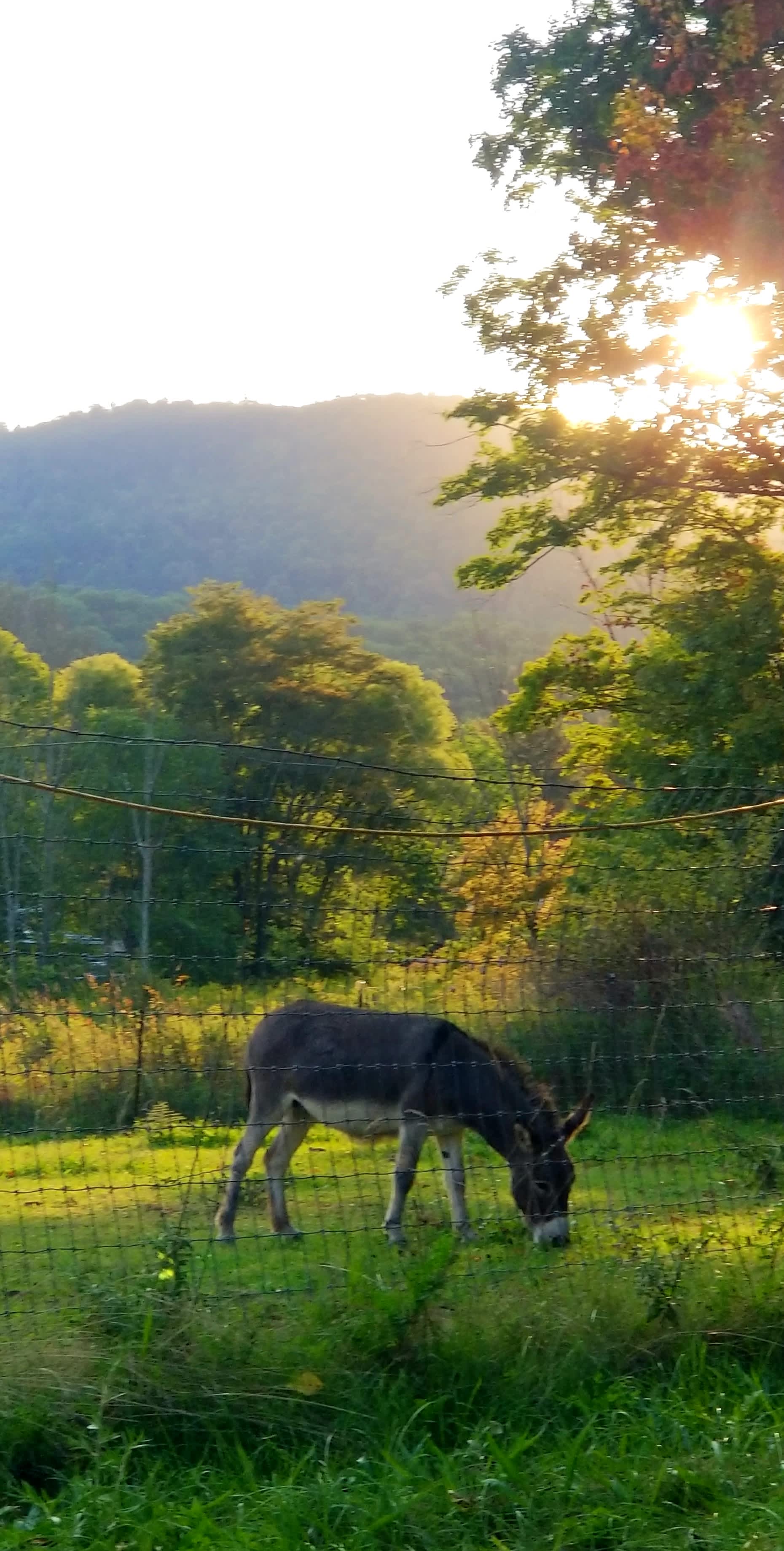 Back to basics primitive camping - Hipcamp in Duncansville, Pennsylvania