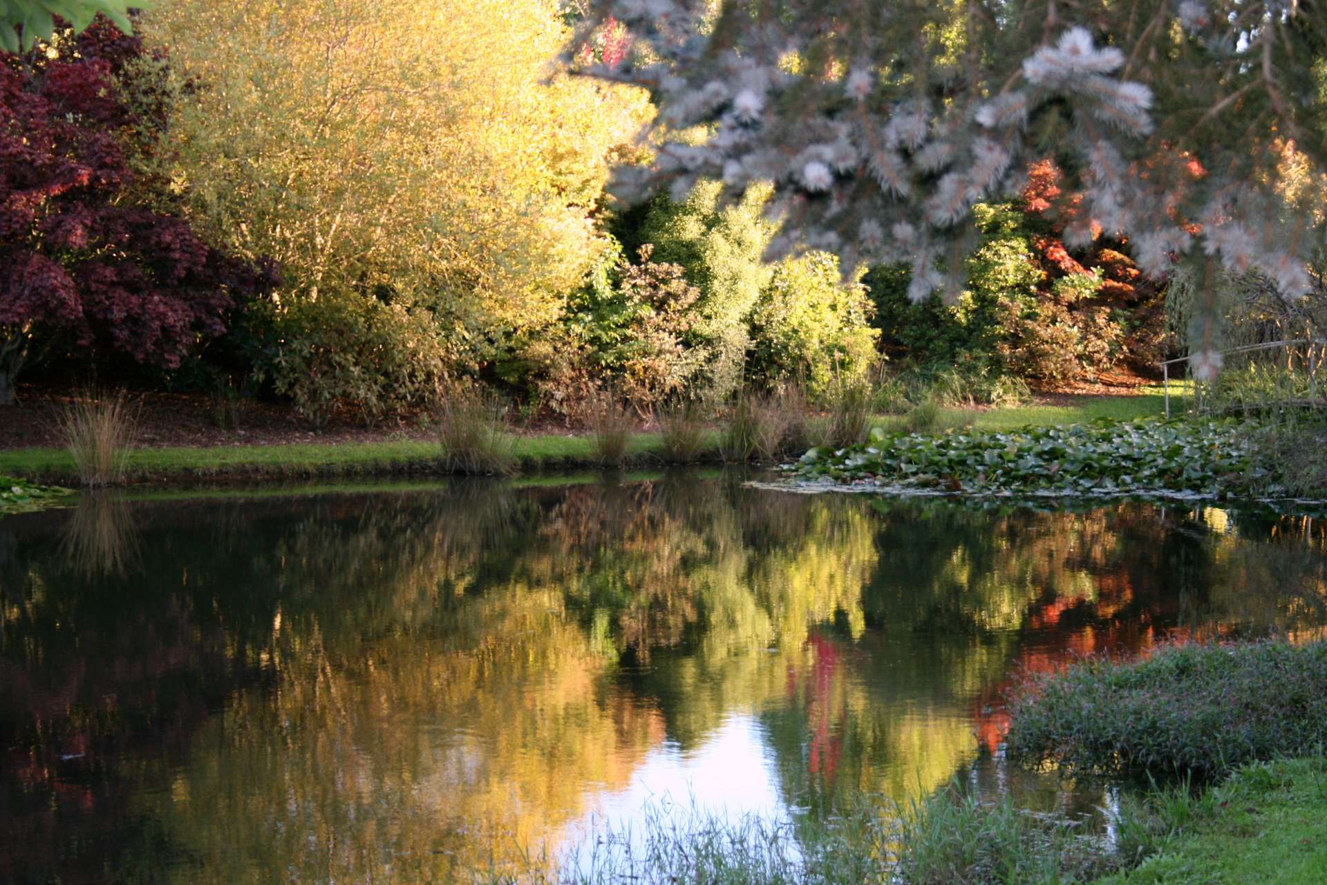Milleara Gardens - Hipcamp in Mirboo North, Victoria