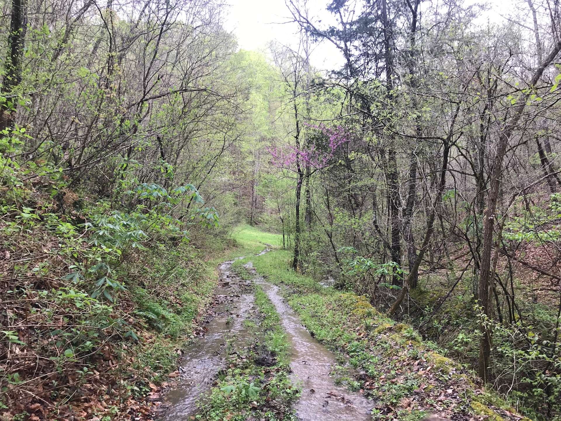 Howling wolf hollow - Hipcamp in , Tennessee