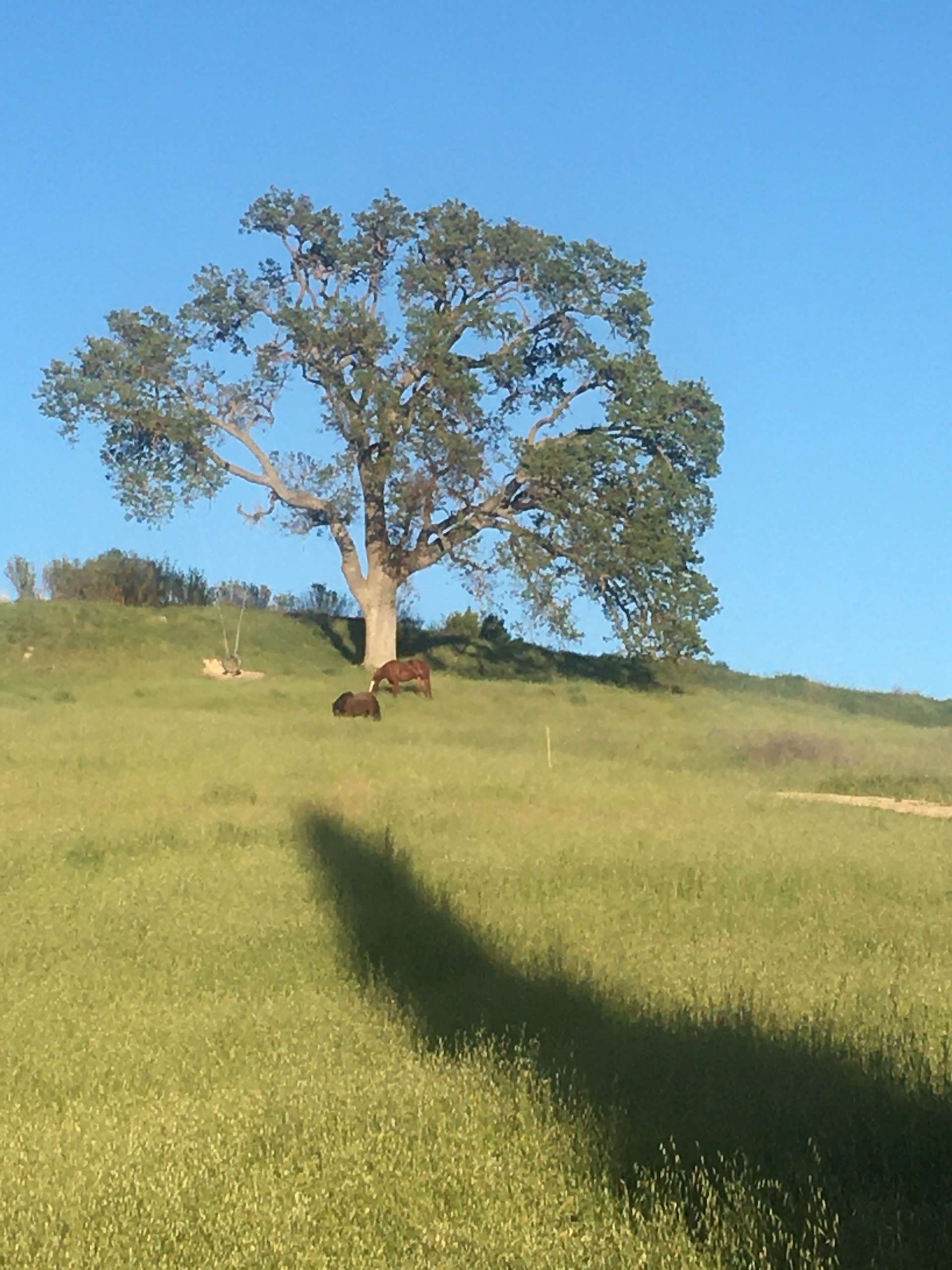 Maverick Hill Ranch - Hipcamp in Templeton, California
