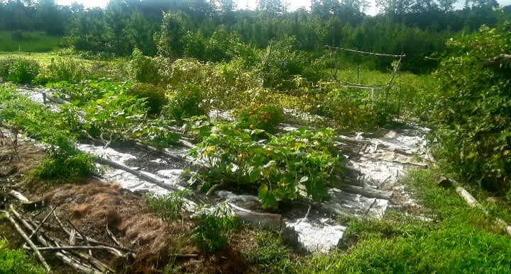 Primitive Farm Camping - Hipcamp in Java, Virginia