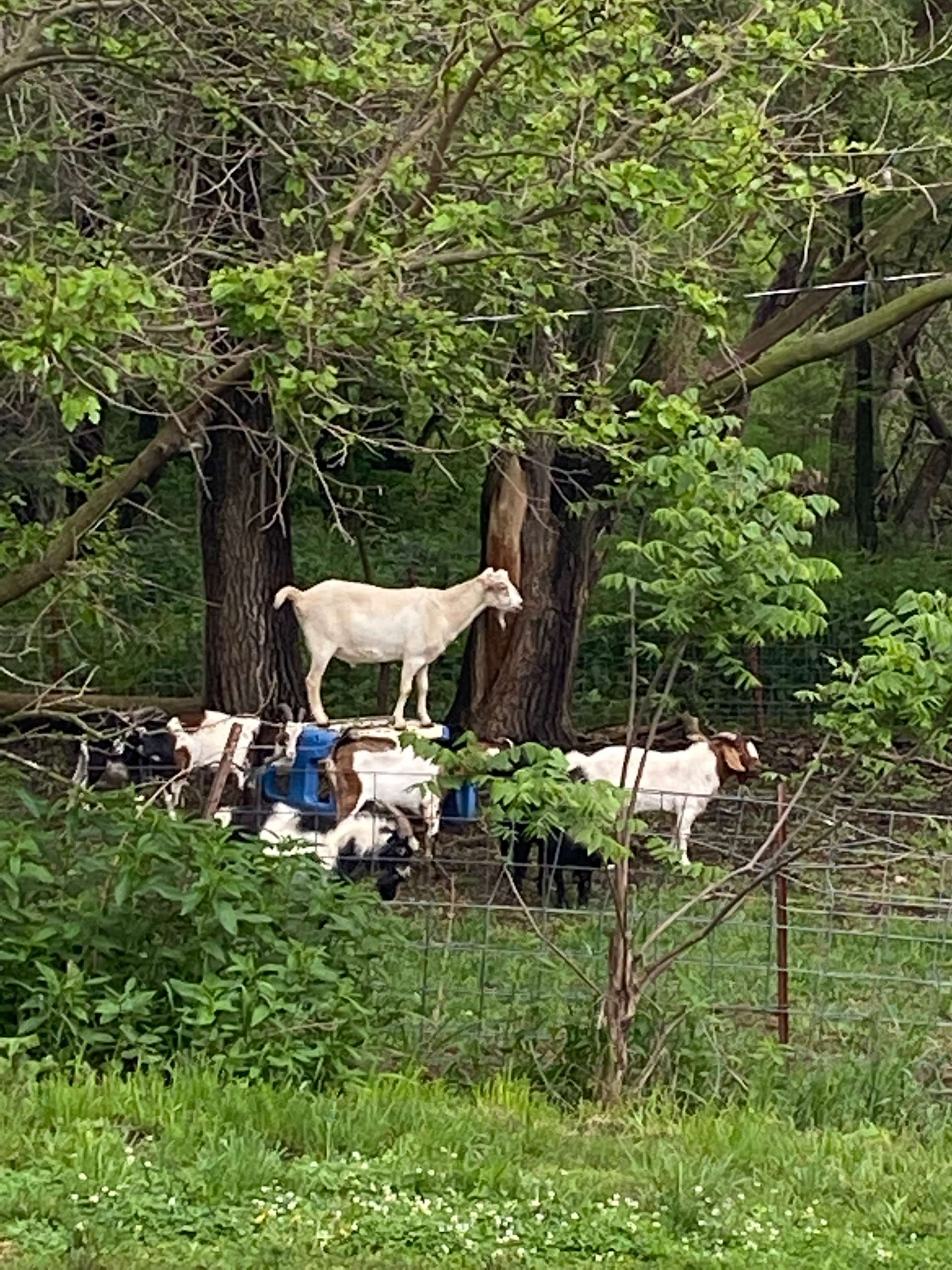 Shepherd's Rest Goat Rescue - Hipcamp in Pickrell, Nebraska