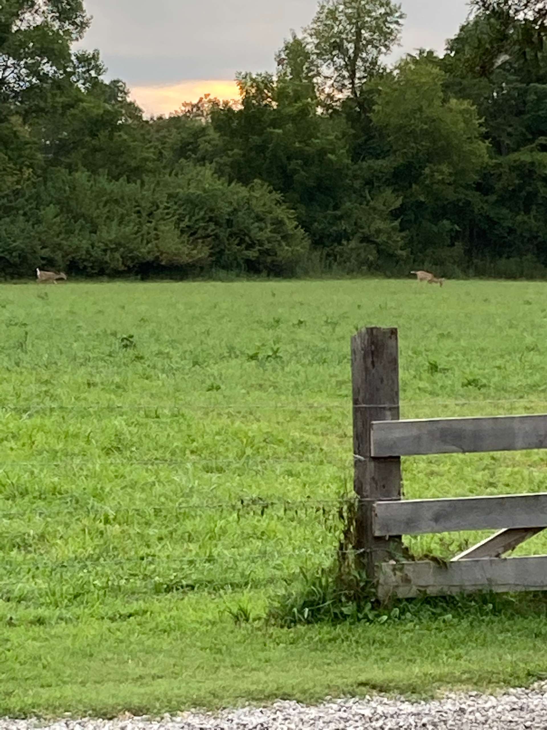 Ellis farm - Hipcamp in Columbia, Kentucky