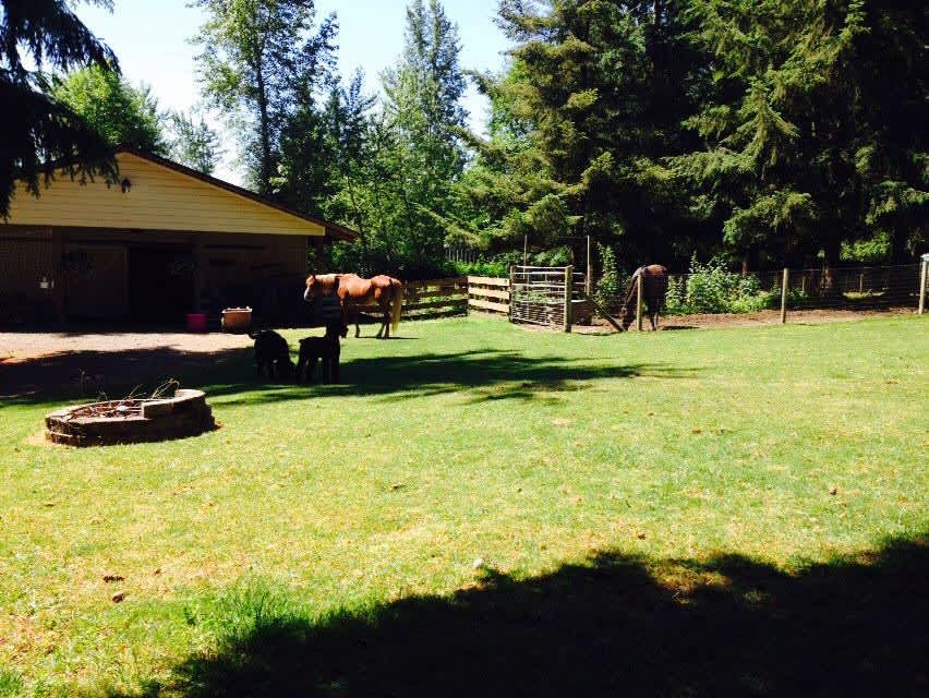 Camp with the animals at HHH Ranch - Hipcamp in Roy, Washington