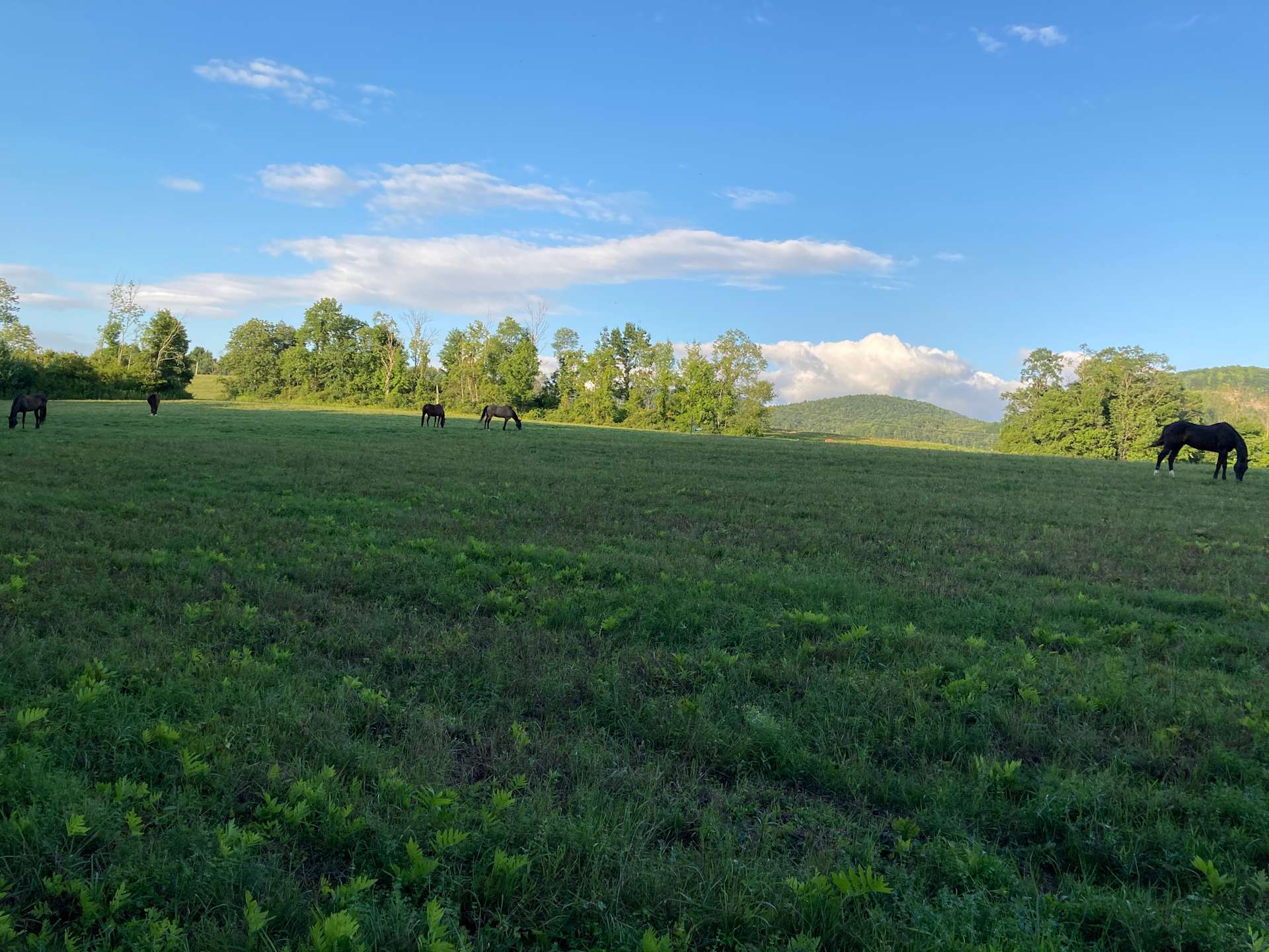 Lake Hill Farm - Hipcamp in Wells, Vermont