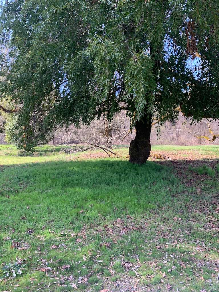 Black Oak Ranch - Hipcamp in Laytonville, California