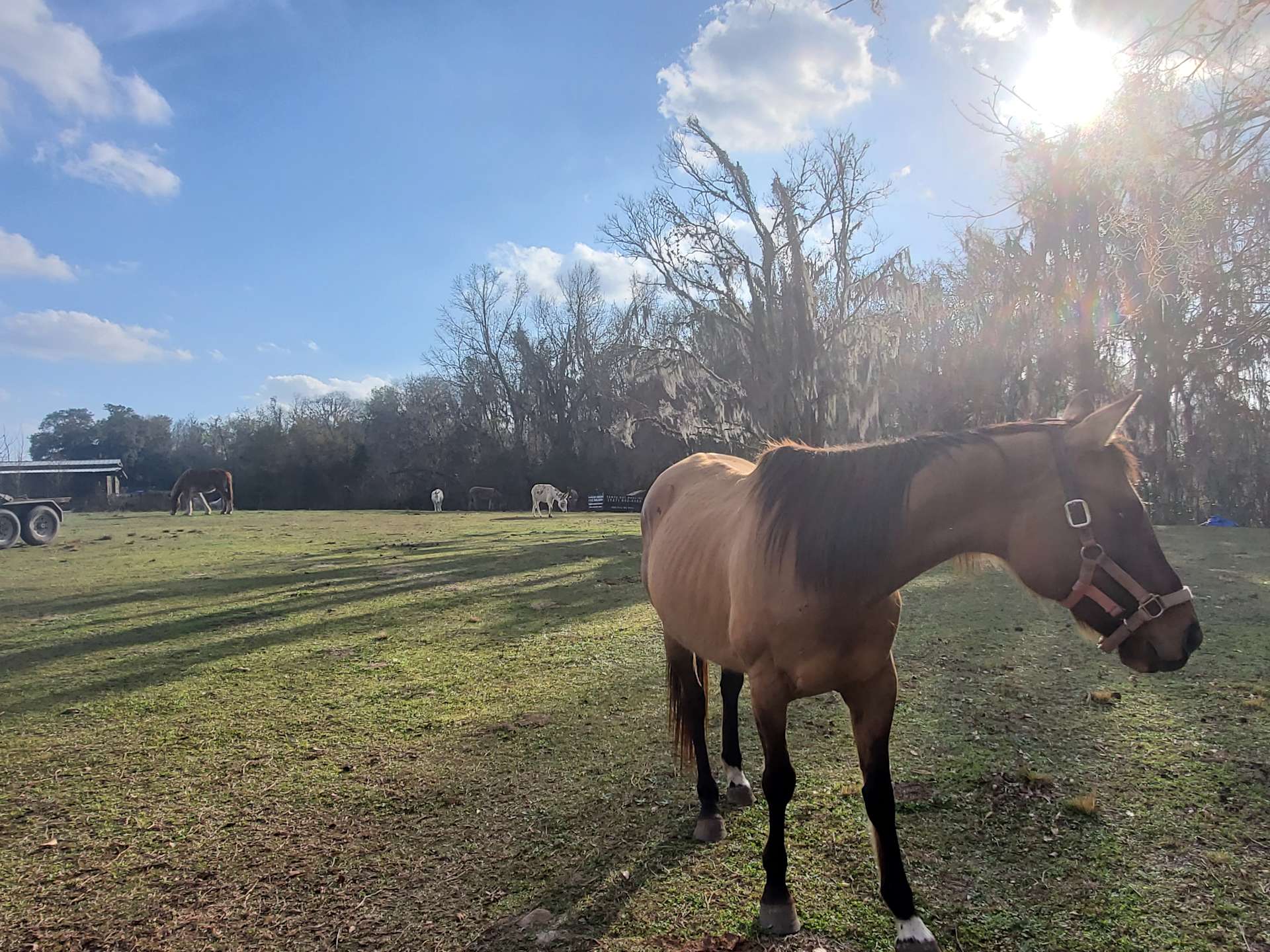 Double t ranch - Hipcamp in Brooksville, Florida
