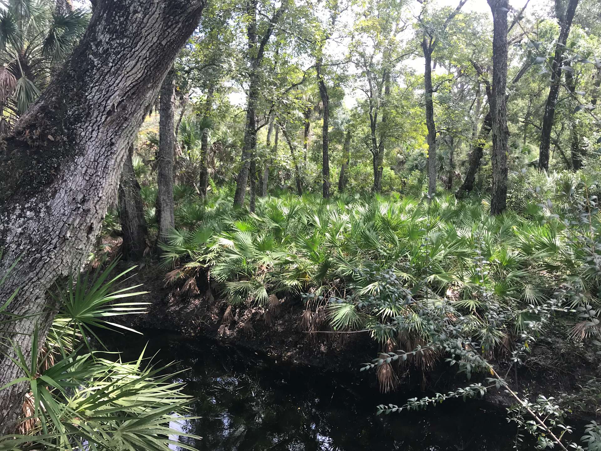 Cotee River Bend - Hipcamp in New Port Richey, Florida