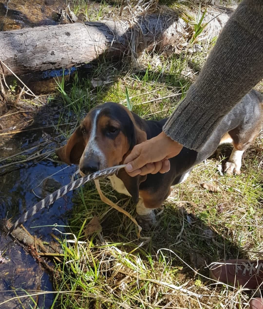 Forest and Sunshine Fields - Hipcamp in Fauquier, British Columbia