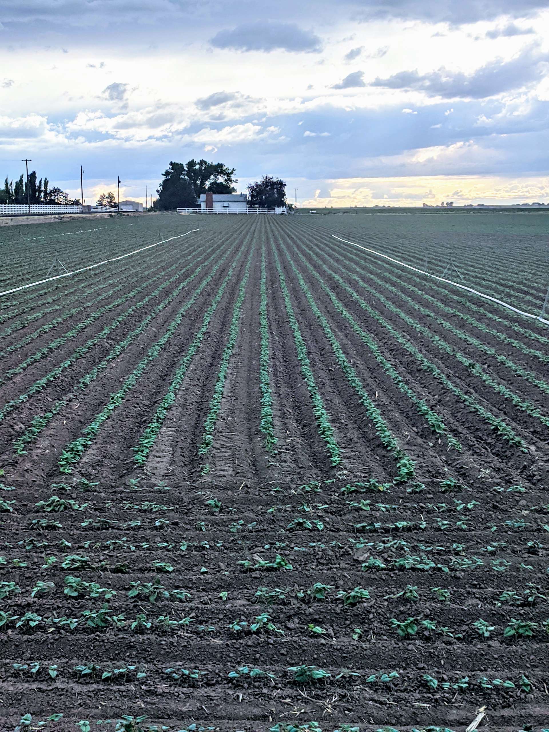 Farmland for Days - Hipcamp in Filer, Idaho