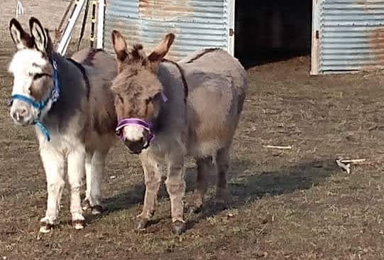 Ringler's Family Campground - Hipcamp in Brook Park, Minnesota