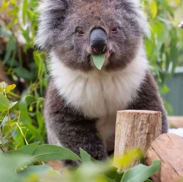 Warrawong Wildlife Sanctuary - Hipcamp in Mylor, South Australia