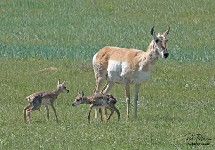 Flat prairie with open sky. - Hipcamp in Peyton, Colorado
