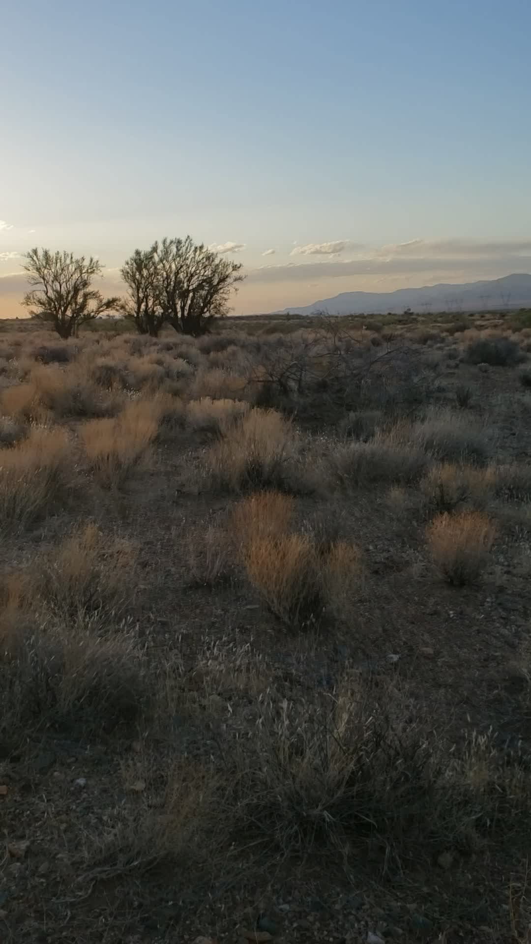 Oaks of Mamre - Hipcamp in Meadview, Arizona