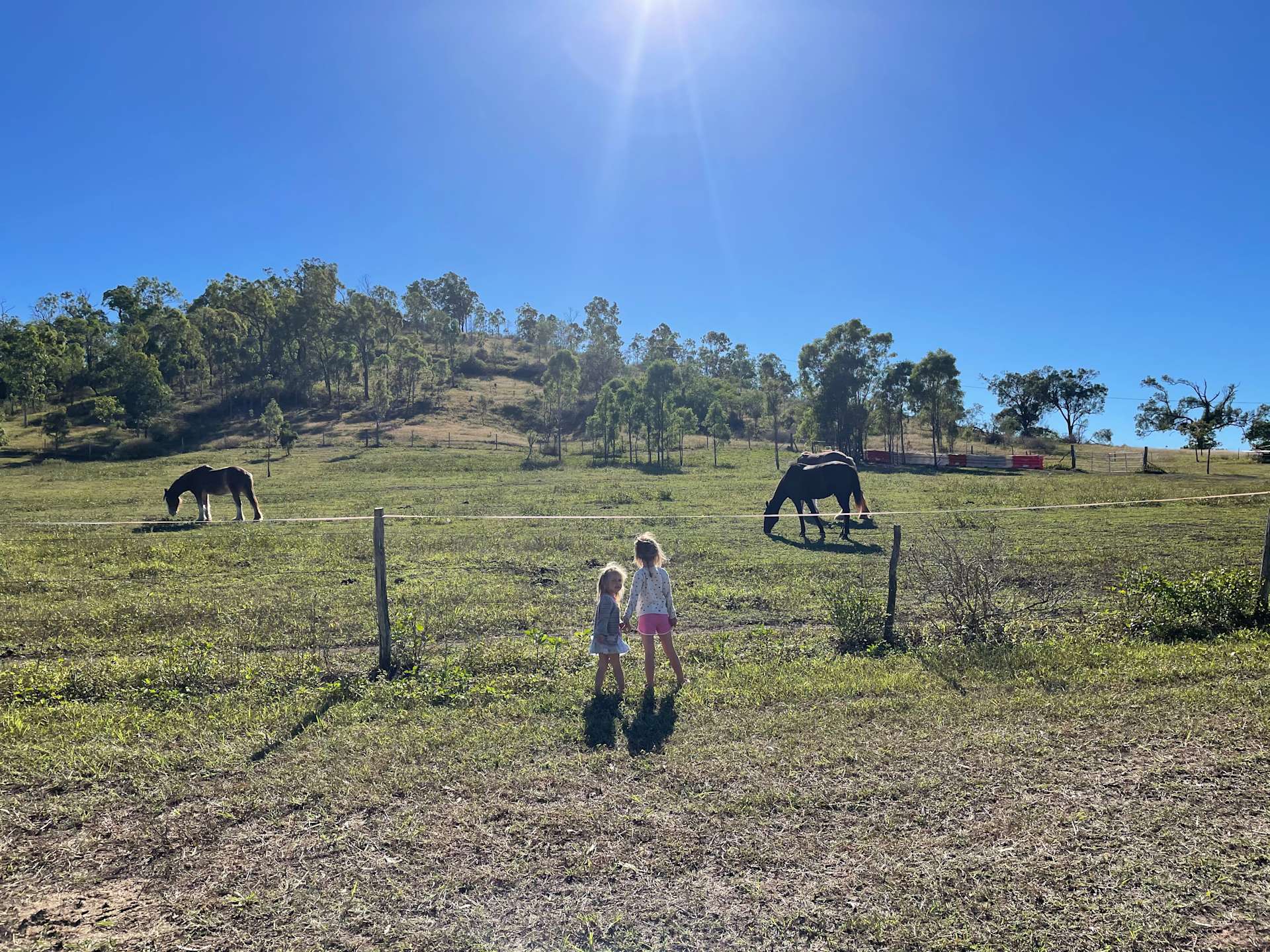Shiralee Clydesdales and Farm Stay - Hipcamp in Nankin, Queensland