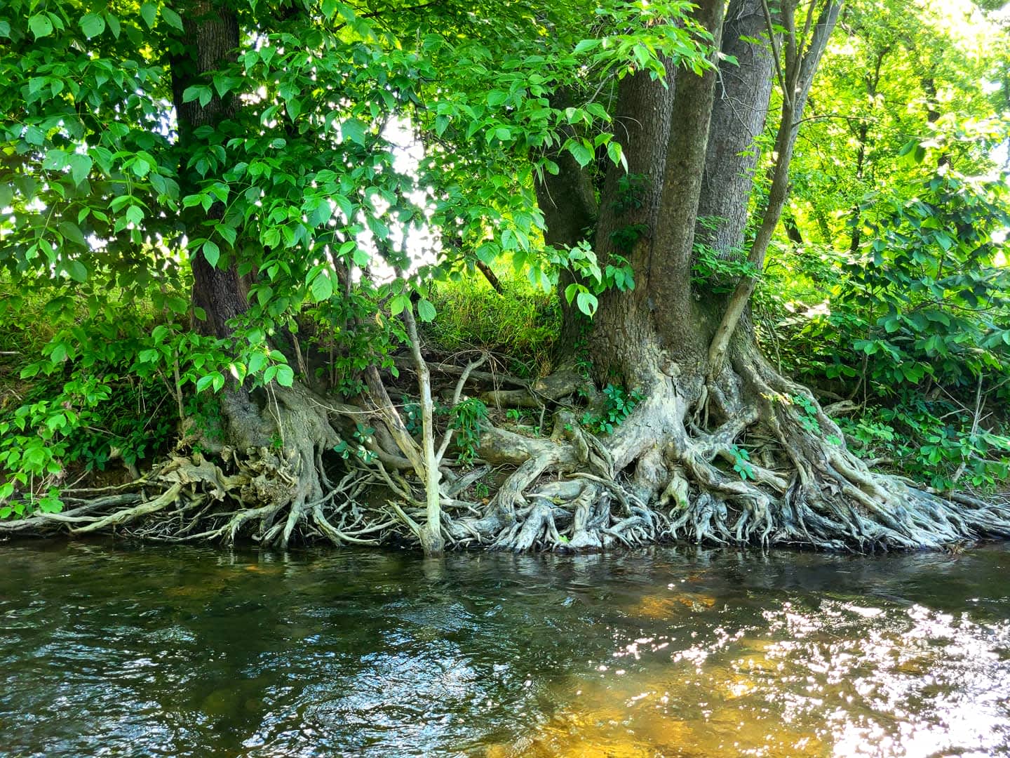 Wineberry Grove - Hipcamp in Strasburg, Virginia
