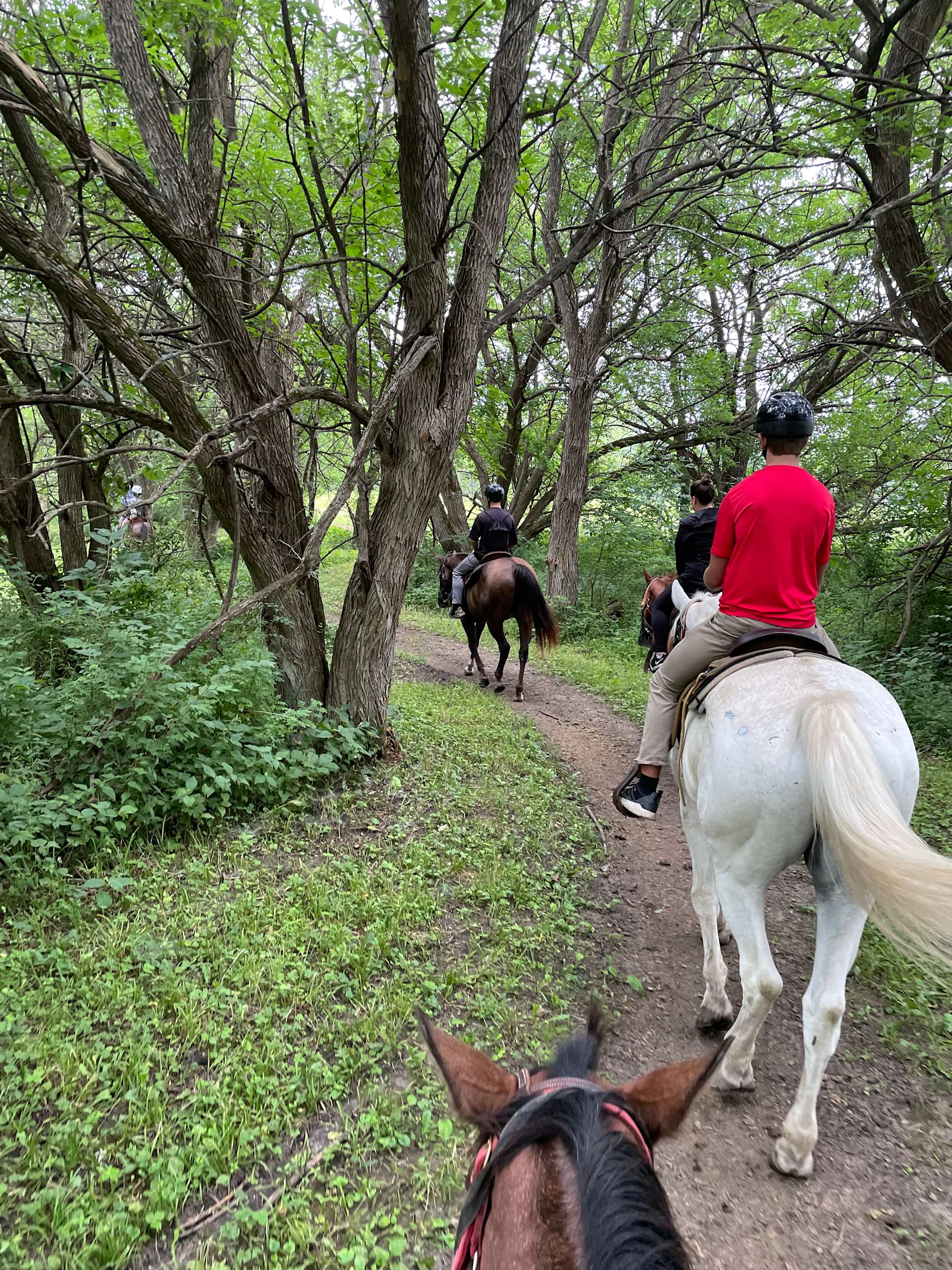 Millbrook Trail Rides - Hipcamp in Newark, Illinois