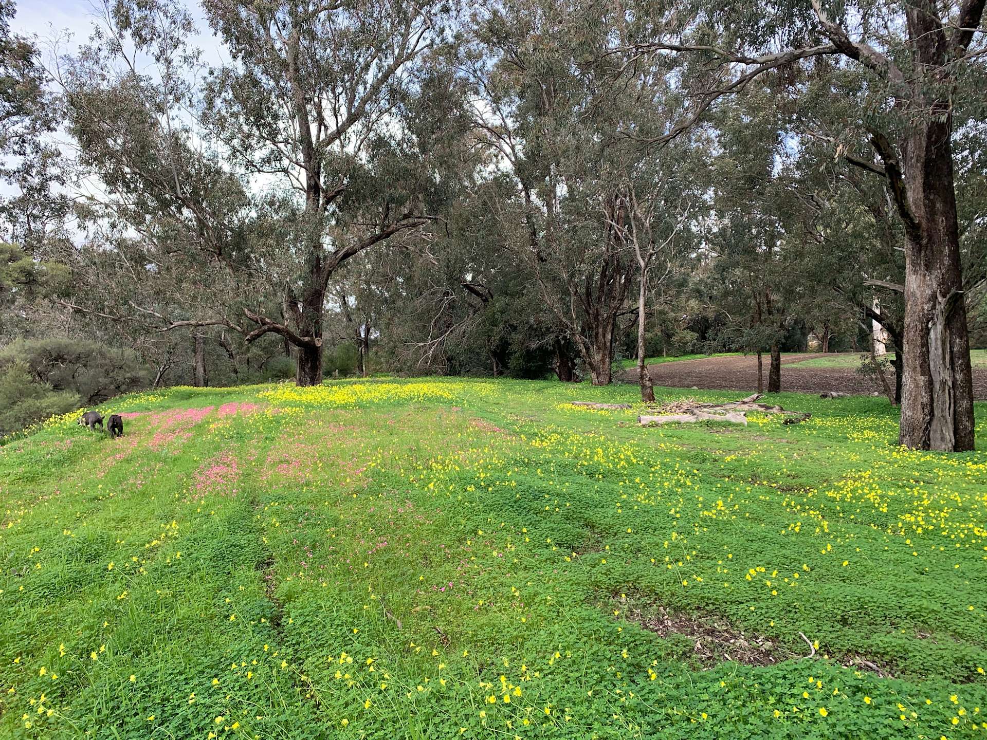 Murray River Magic - Hipcamp in Pinjarra, Western Australia