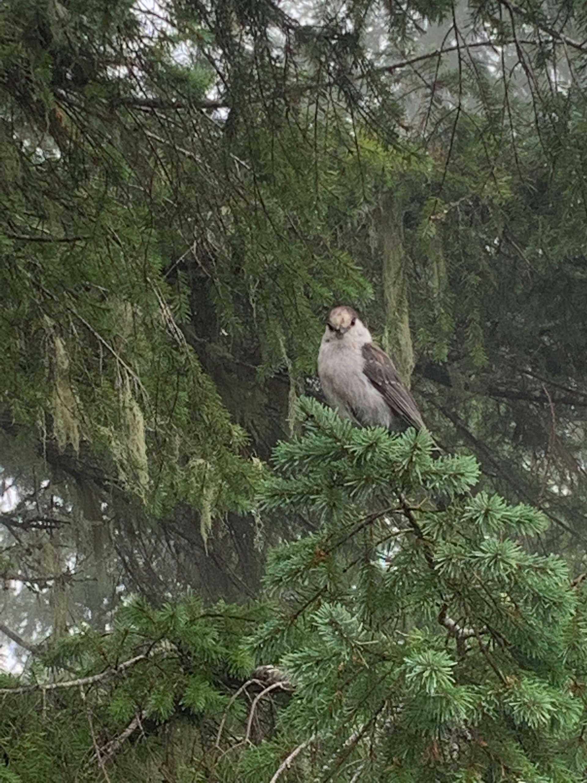 Beautiful Brinnon View Camping - Hipcamp in Brinnon, Washington