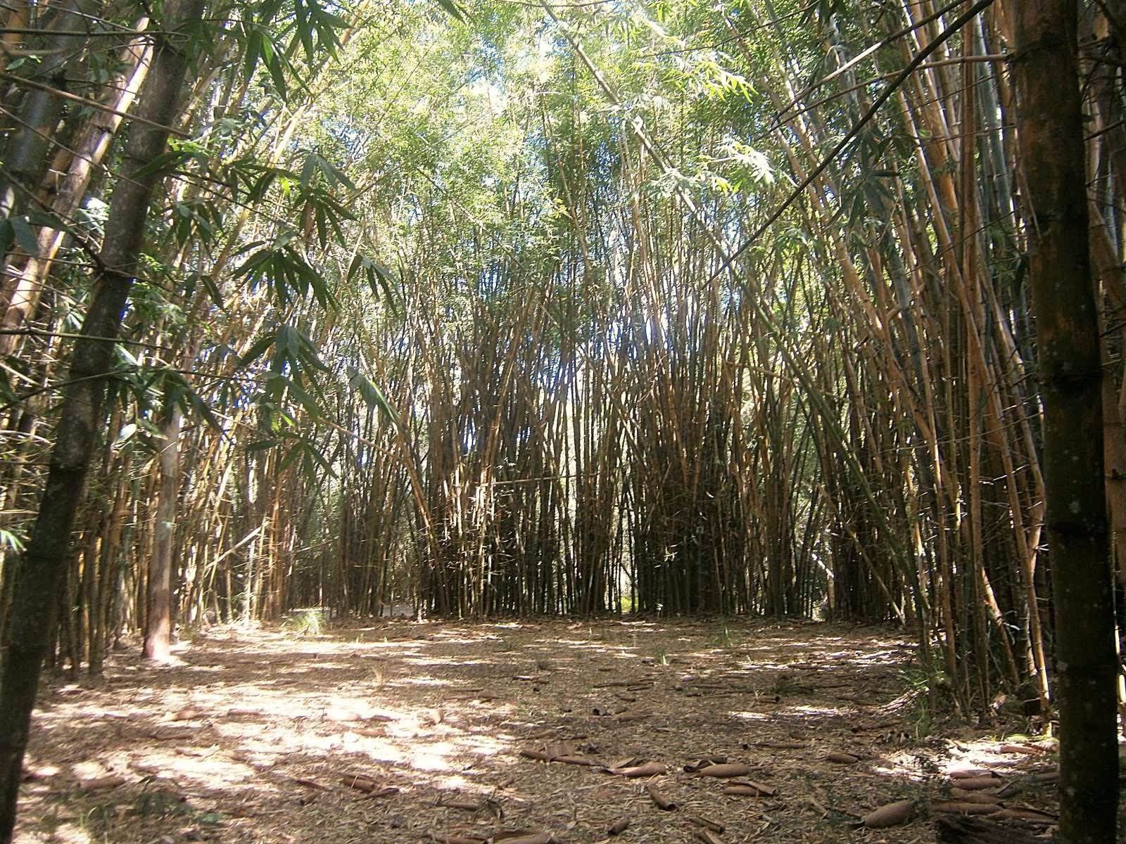 Belli Bamboo Parkland - Hipcamp in Belli Park, Queensland
