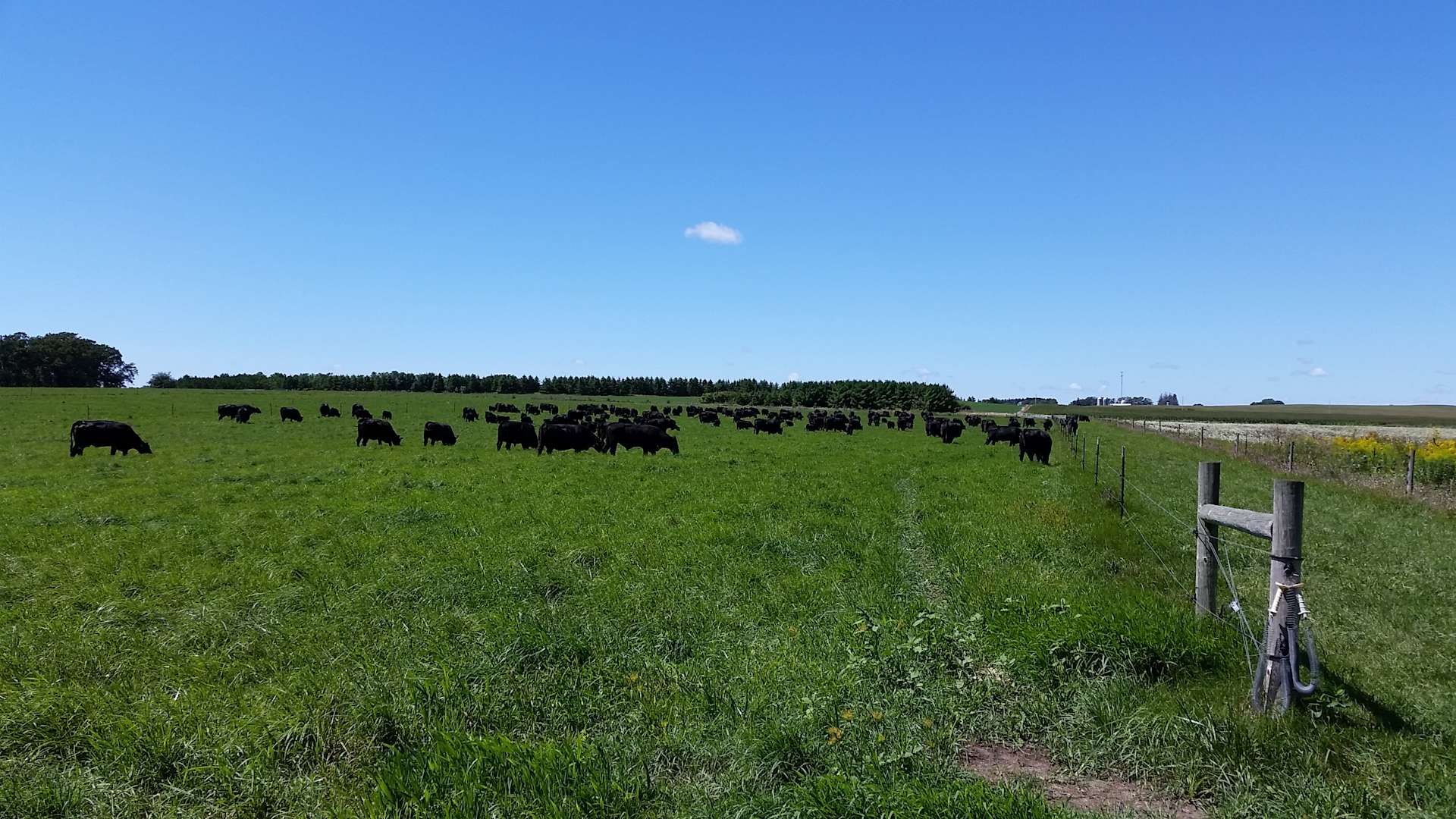 Valley Angus Farm - Hipcamp in , Minnesota