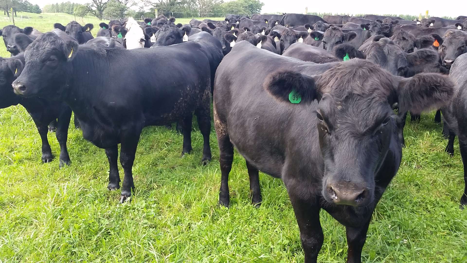 Valley Angus Farm - Hipcamp in , Minnesota
