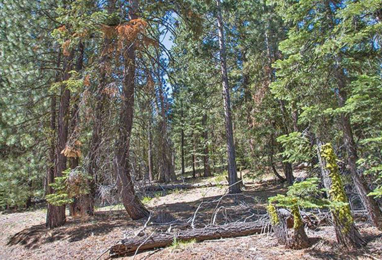 Modoc Camp - Hipcamp in California Pines, California