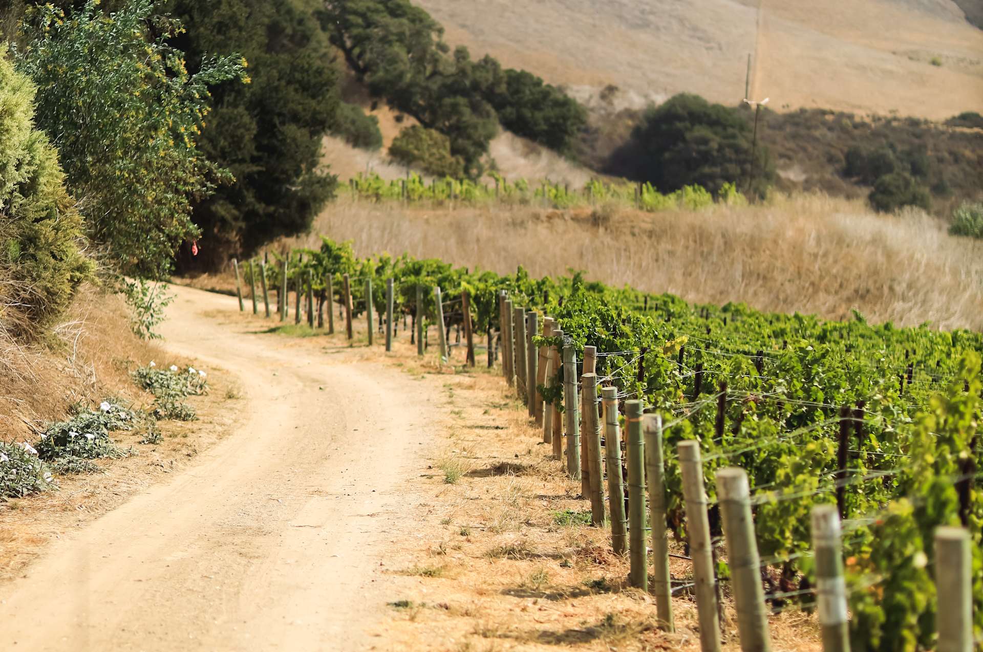 Camp Dirt - Hipcamp in Lompoc, California