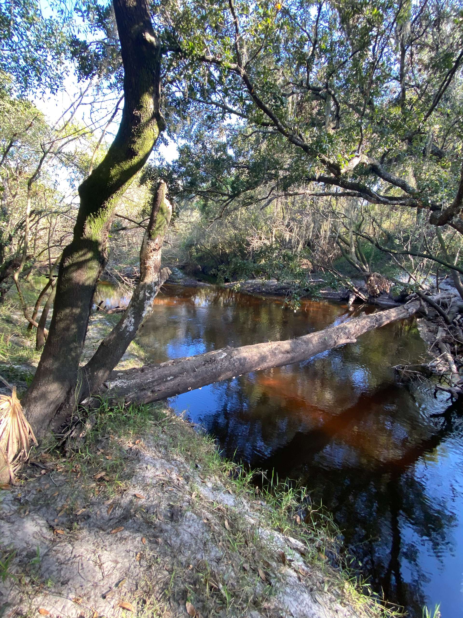 Sandy Bottom River Retreat - Hipcamp in Wimauma, Florida