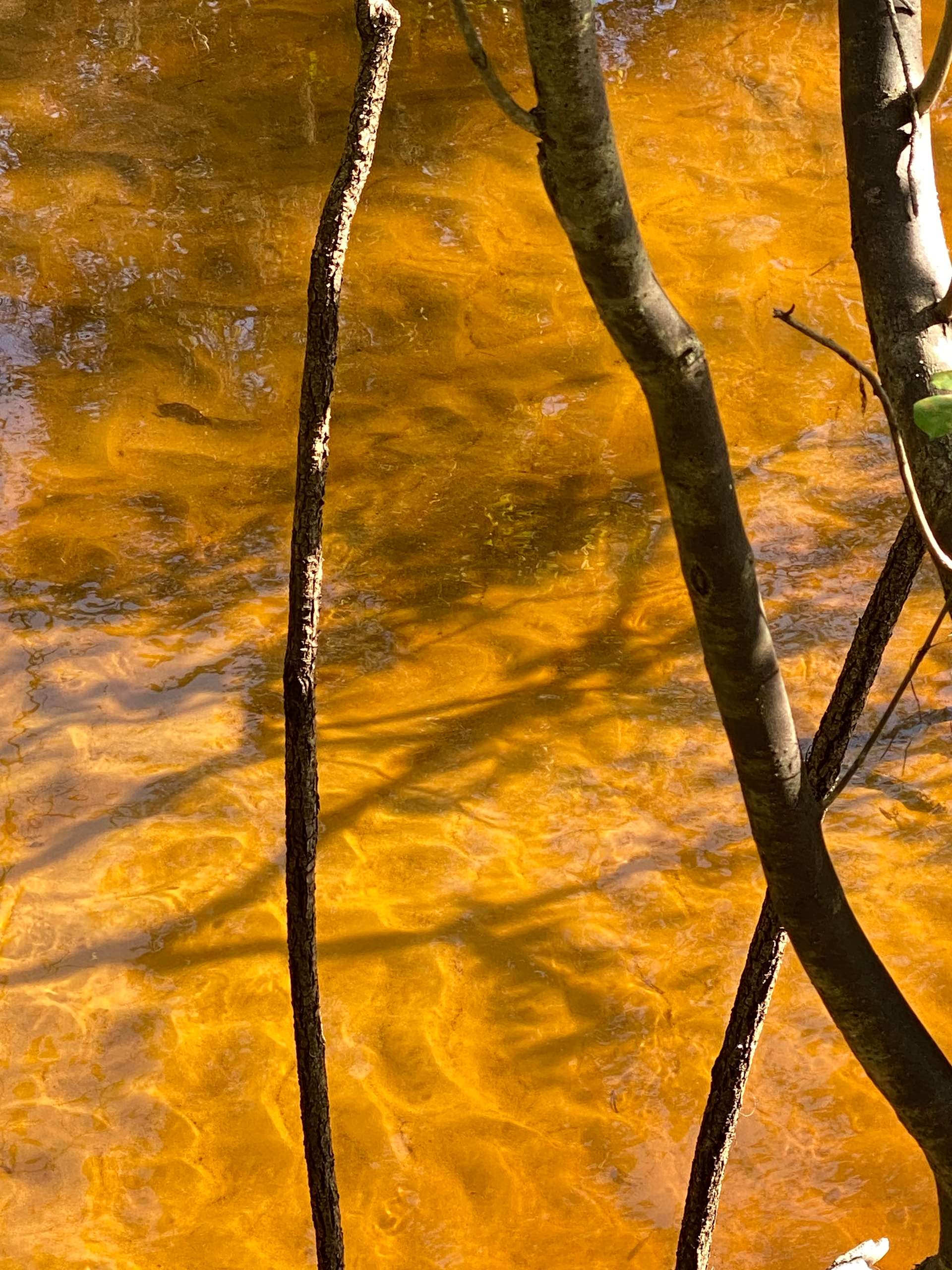 Sandy Bottom River Retreat - Hipcamp in Wimauma, Florida