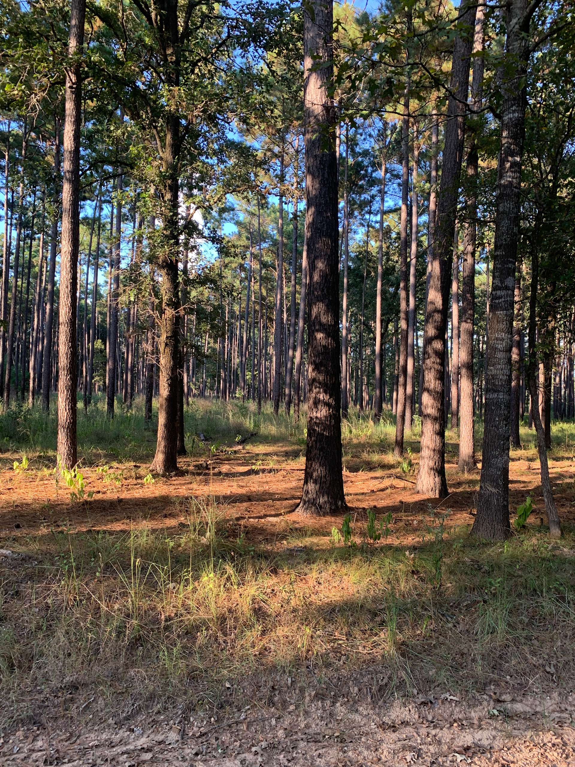 HFR Campsites & Retreats - Hipcamp in Pennington, Texas