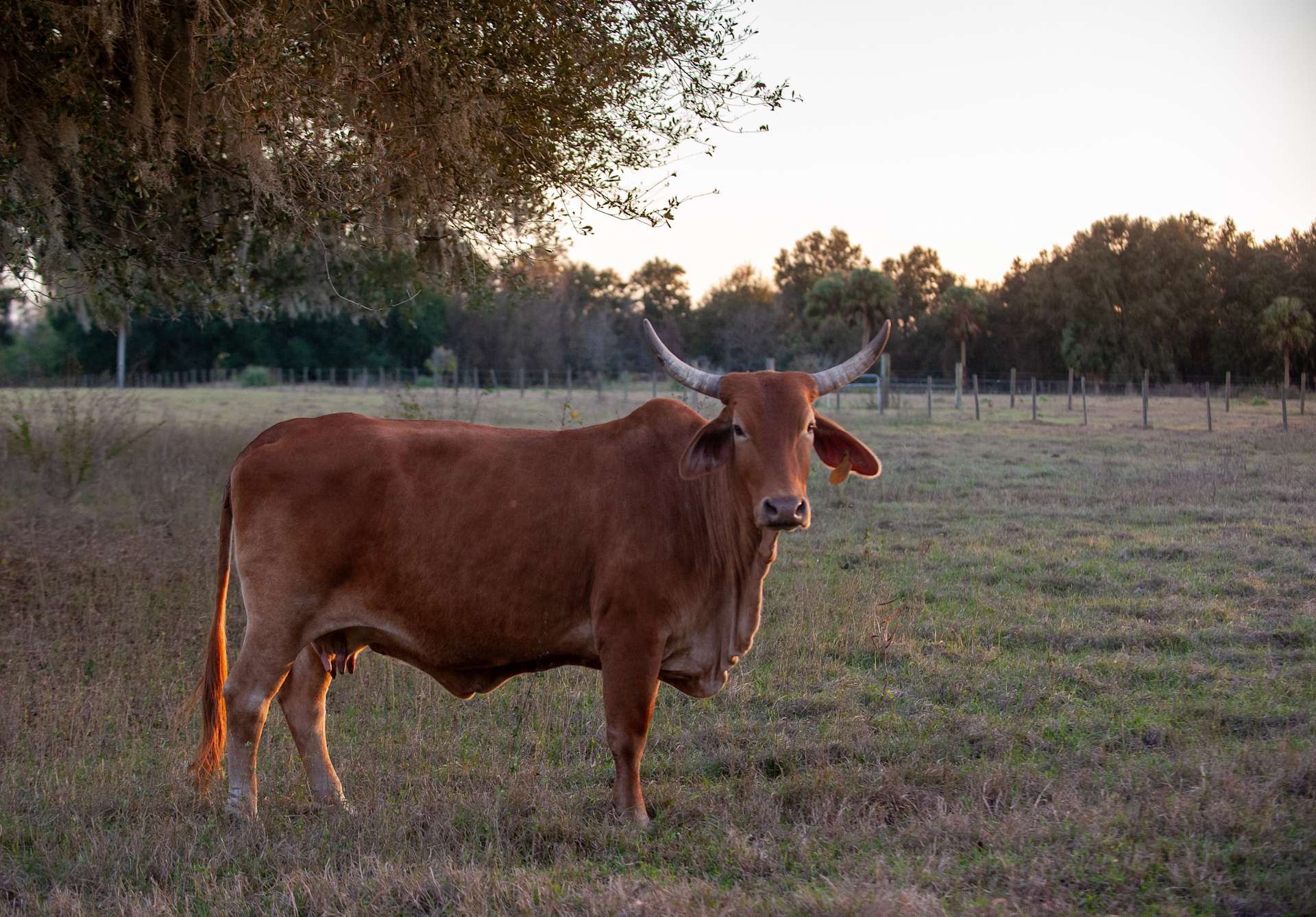 LAZY K RANCH SOUTH - Hipcamp in Lady Lake, Florida