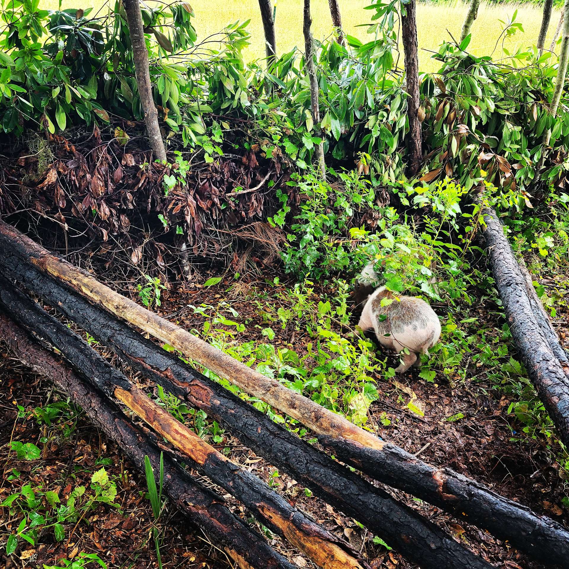 Selvas Farms Rewilding Retreat - Hipcamp in , Florida