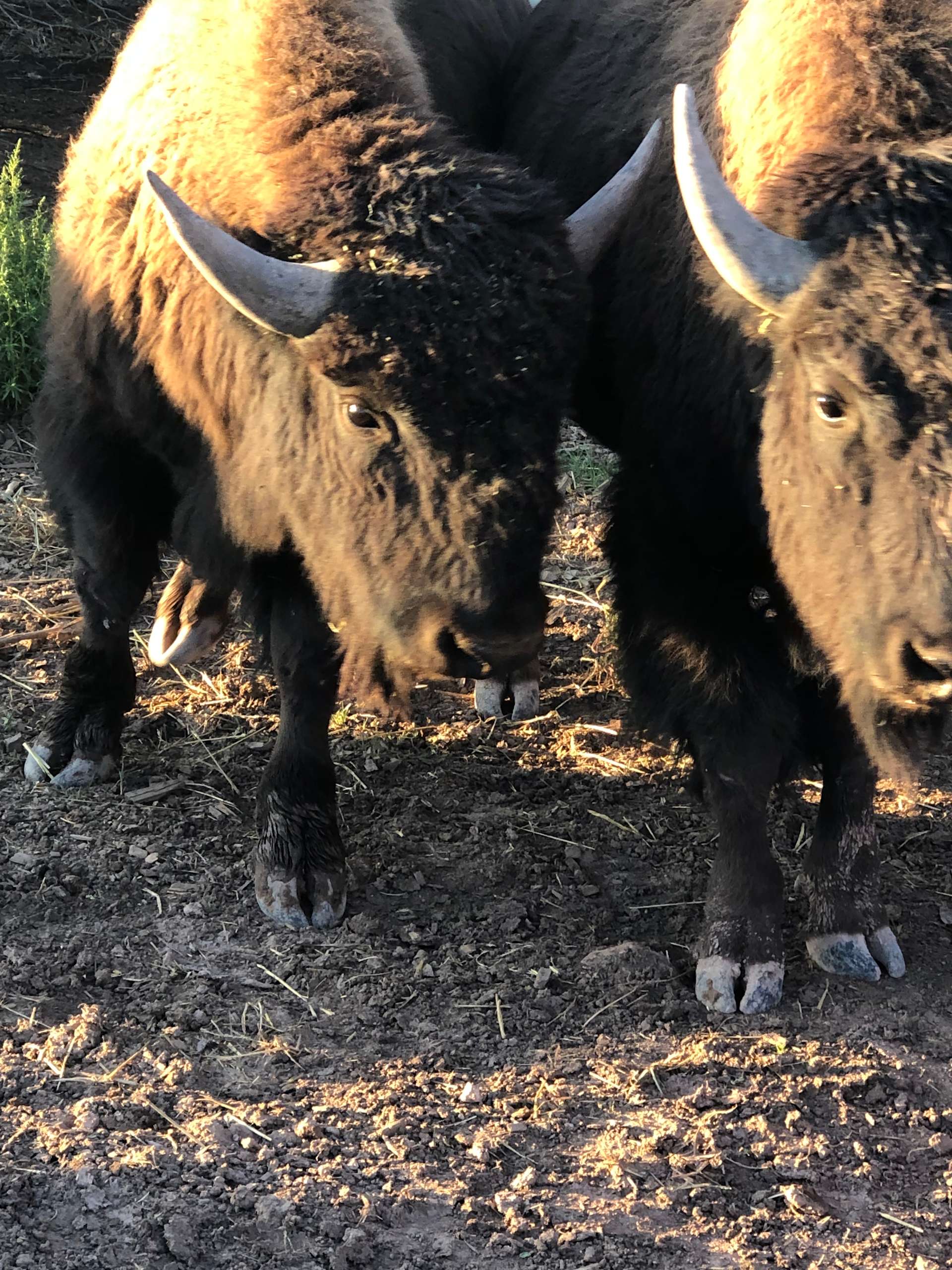 Elk Ridge Ranch - Hipcamp in Placitas, New Mexico