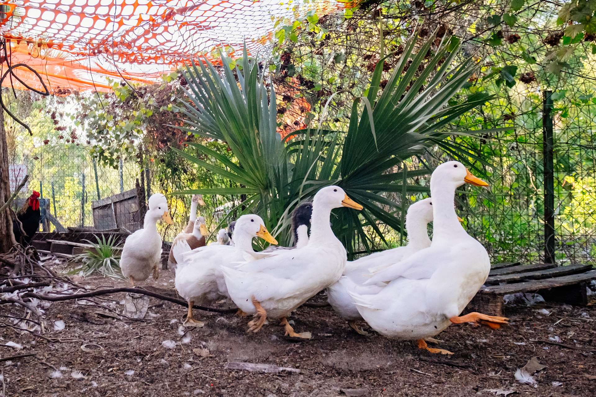 Swamp Cabbage Camp - Hipcamp in Naples, Florida