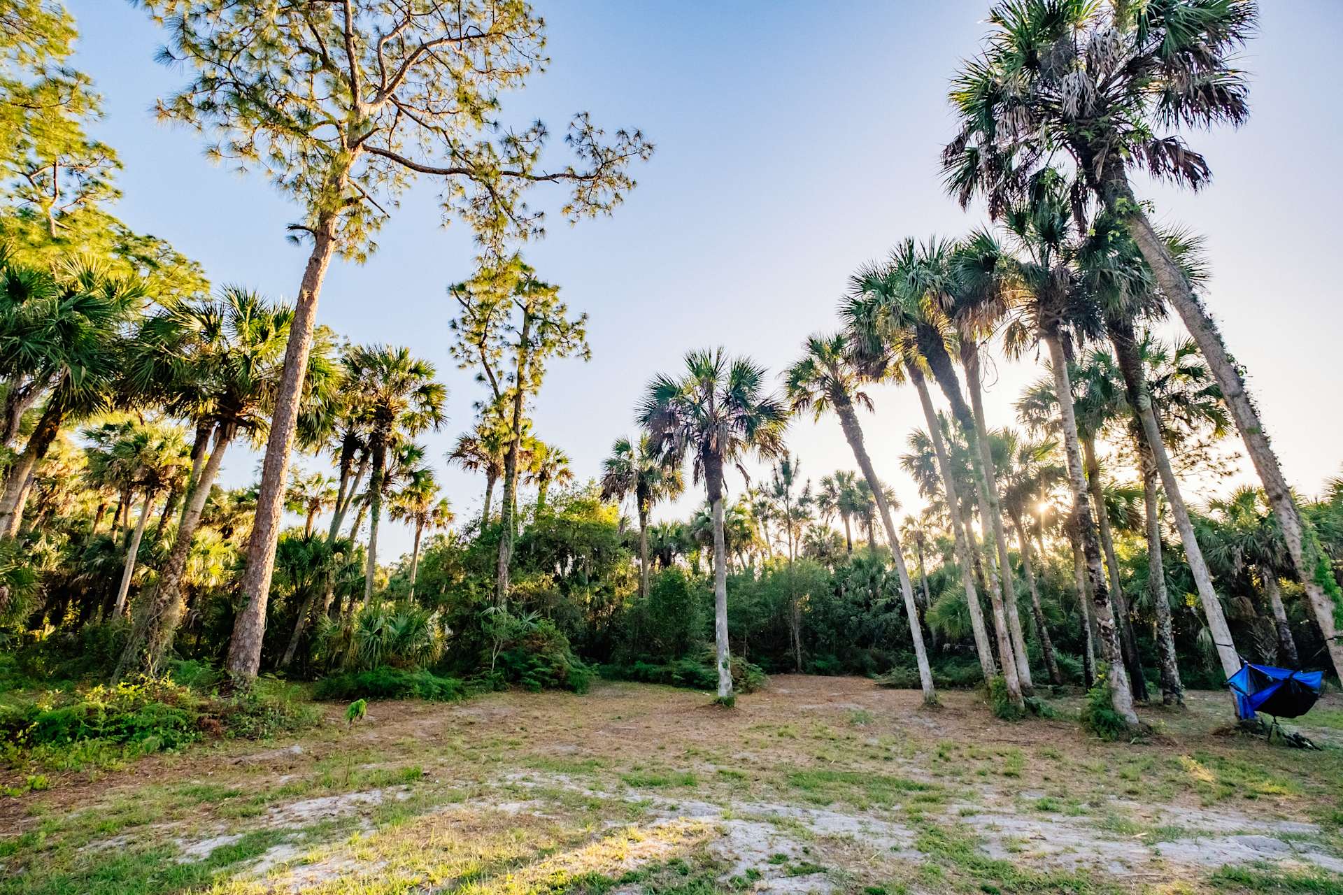 Swamp Cabbage Camp - Hipcamp in Naples, Florida