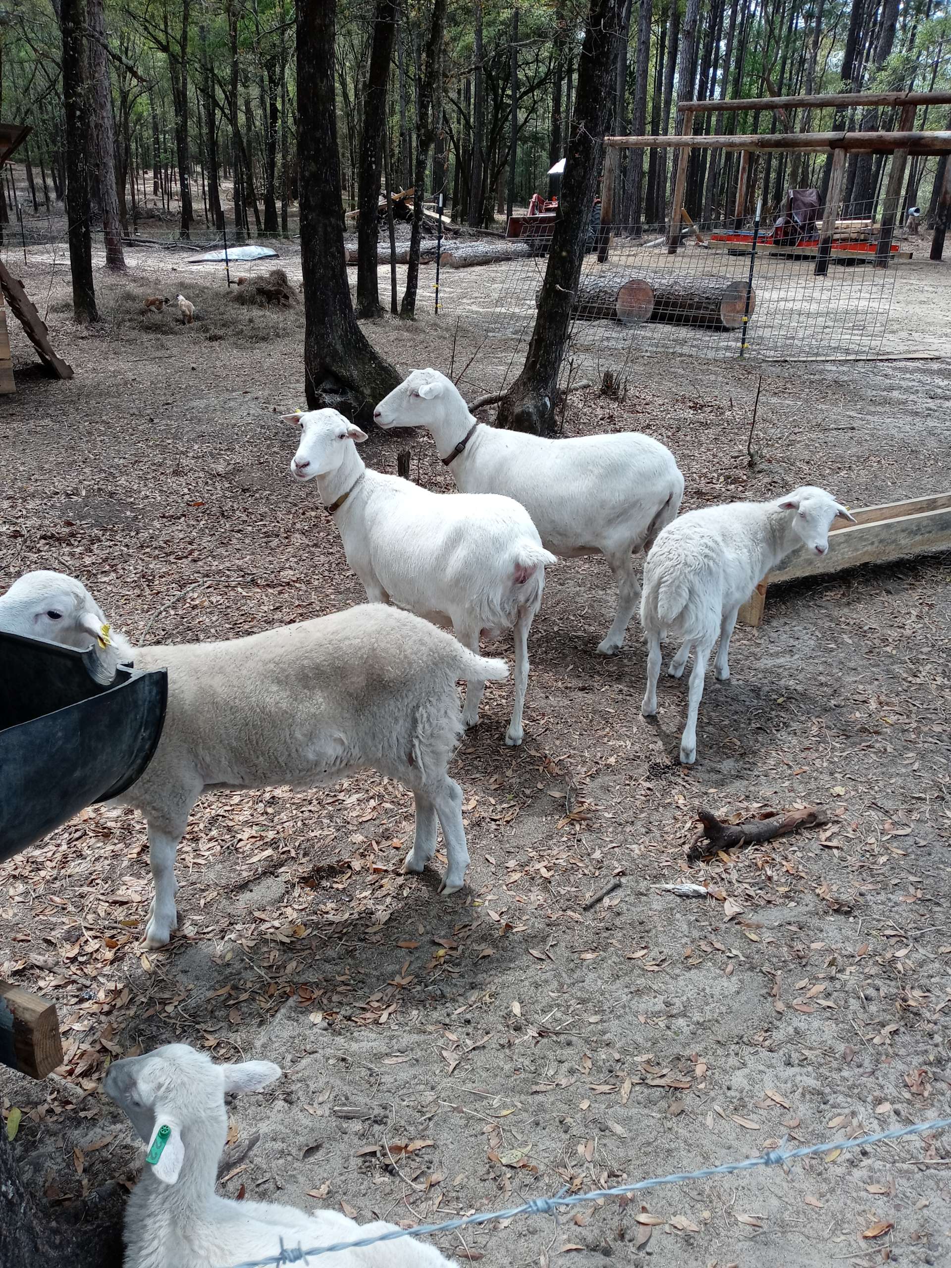 Campos Family Farm - Hipcamp in Ponce De Leon, Florida