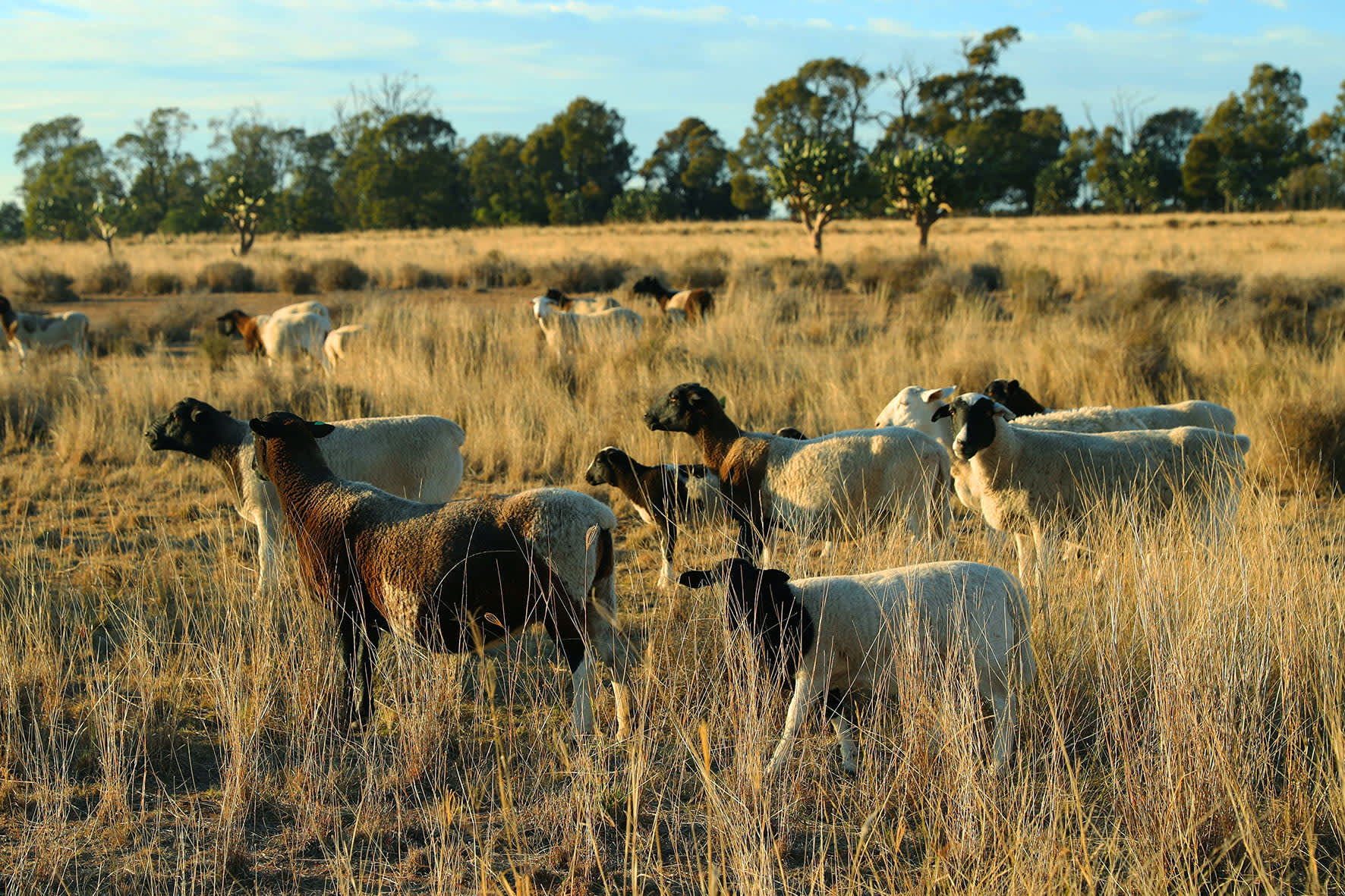 Rangemore Estate - Hipcamp in Maclagan, Queensland