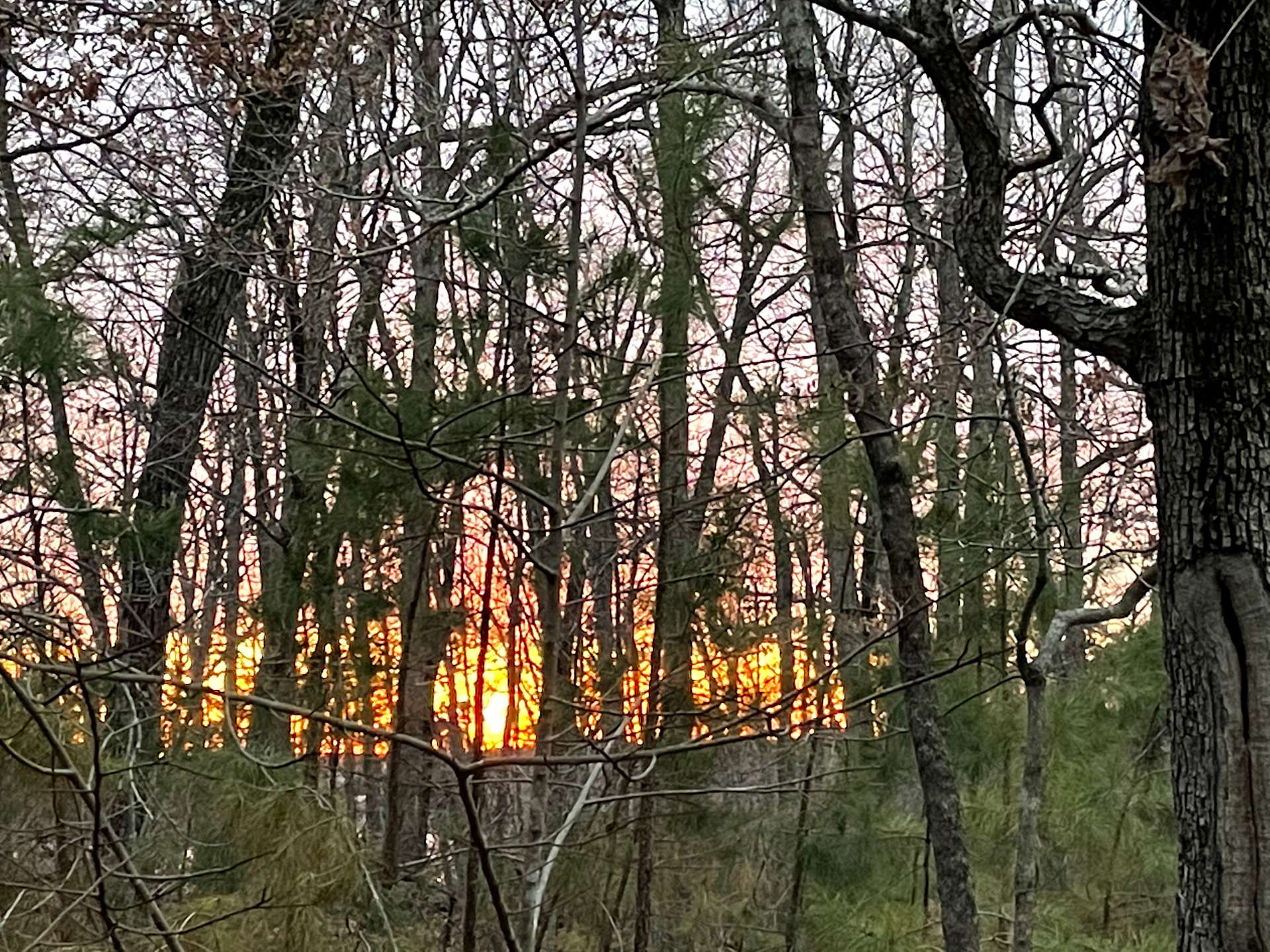 Happy Hippy Acres Wooded Wonderland - Hipcamp in Rogers, Arkansas