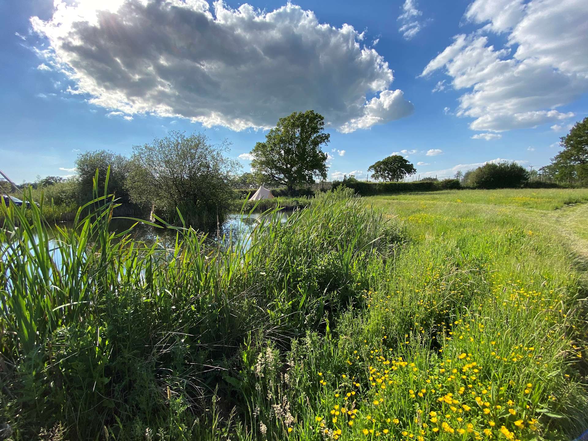 Stone Pit Meadows - Hipcamp in Kent, England