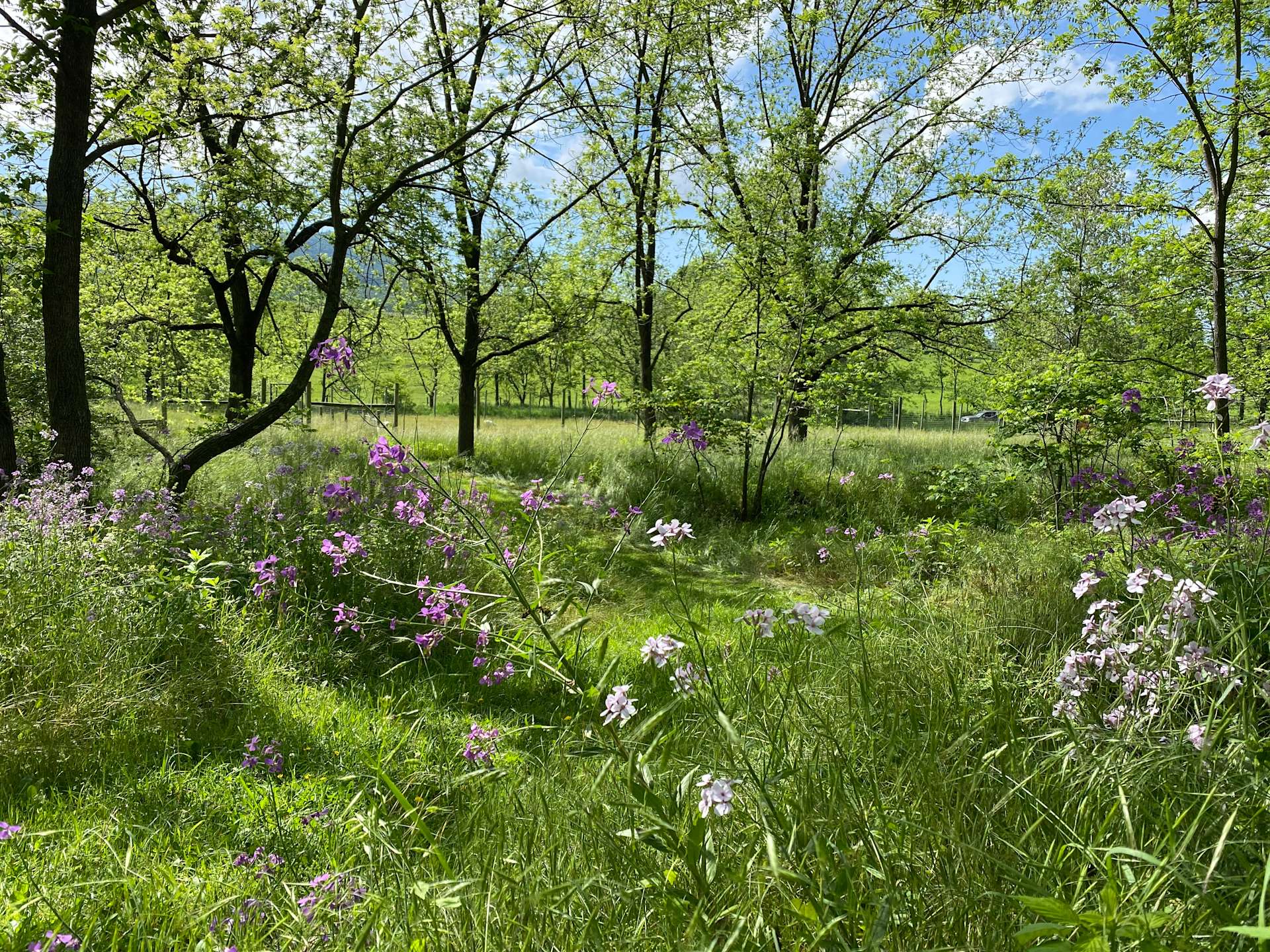 Wild Phlox Farm - Hipcamp in Keezletown, Virginia