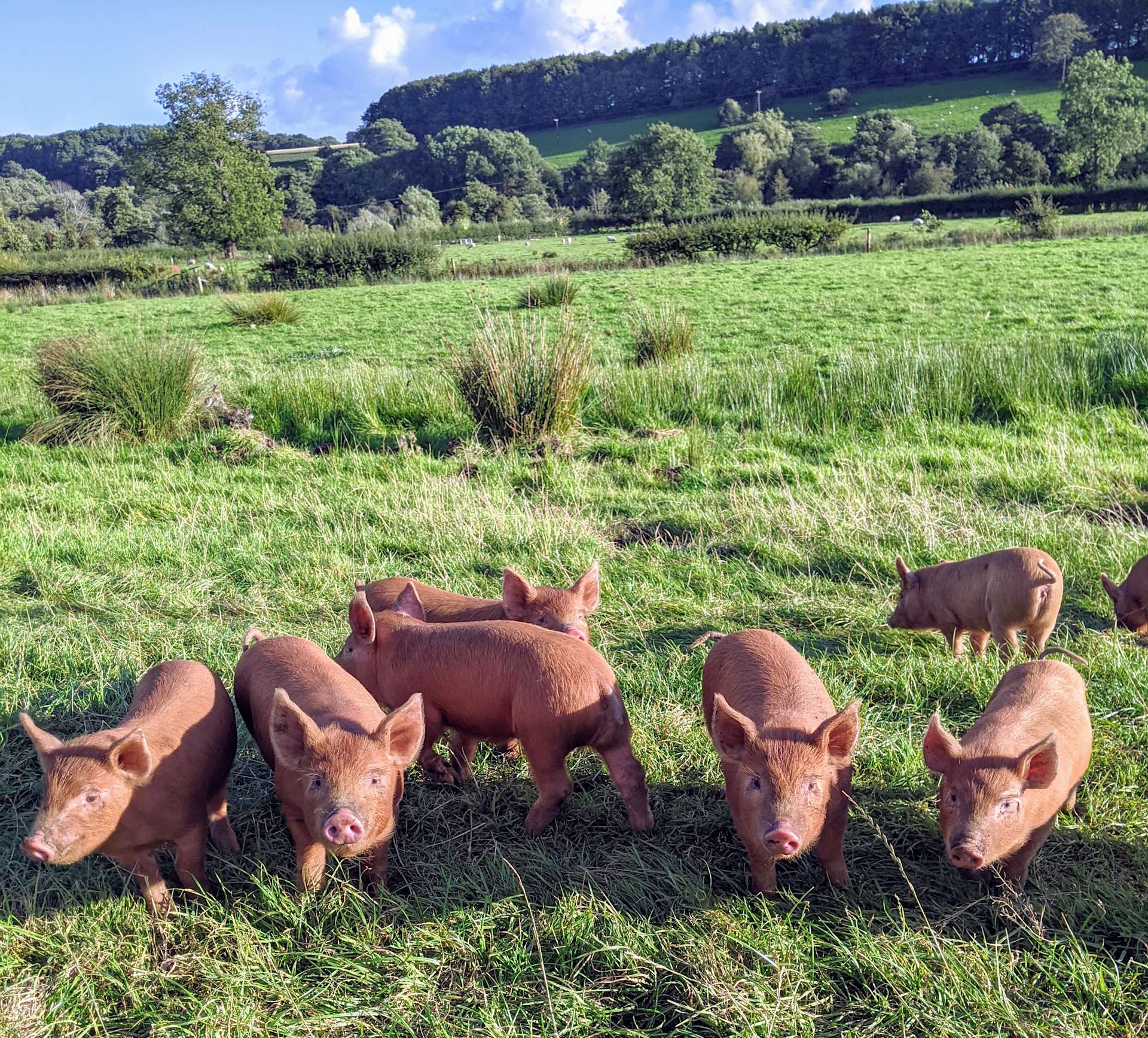 Alder Carr Farm - Hipcamp in , England