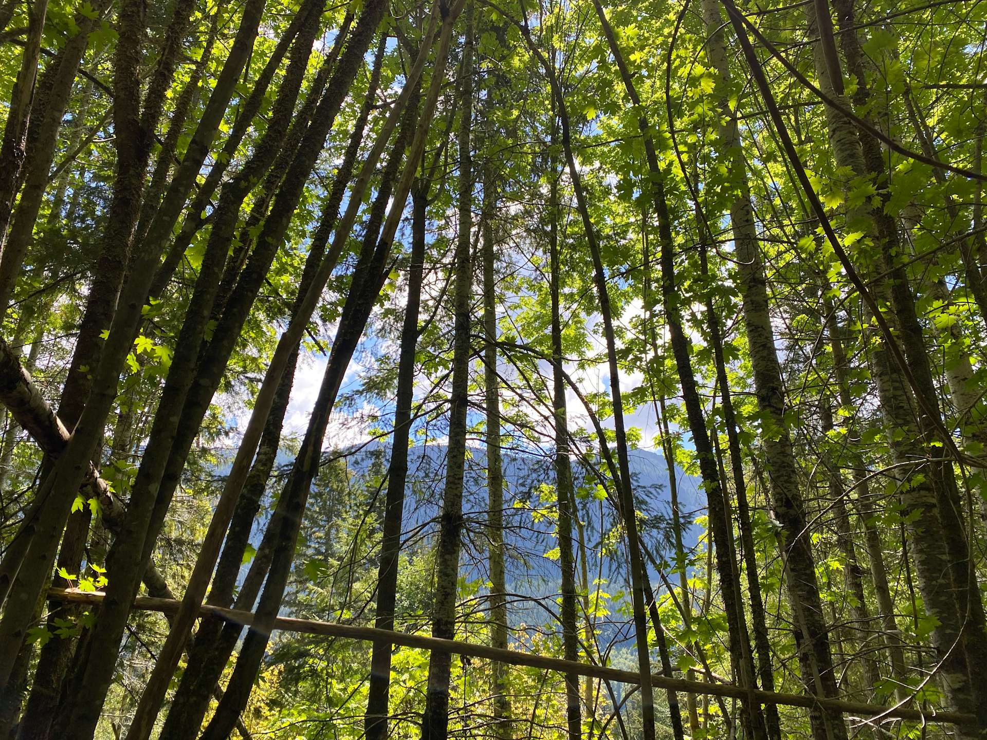 Wandering Joy Campground - Hipcamp in Port Angeles, Washington