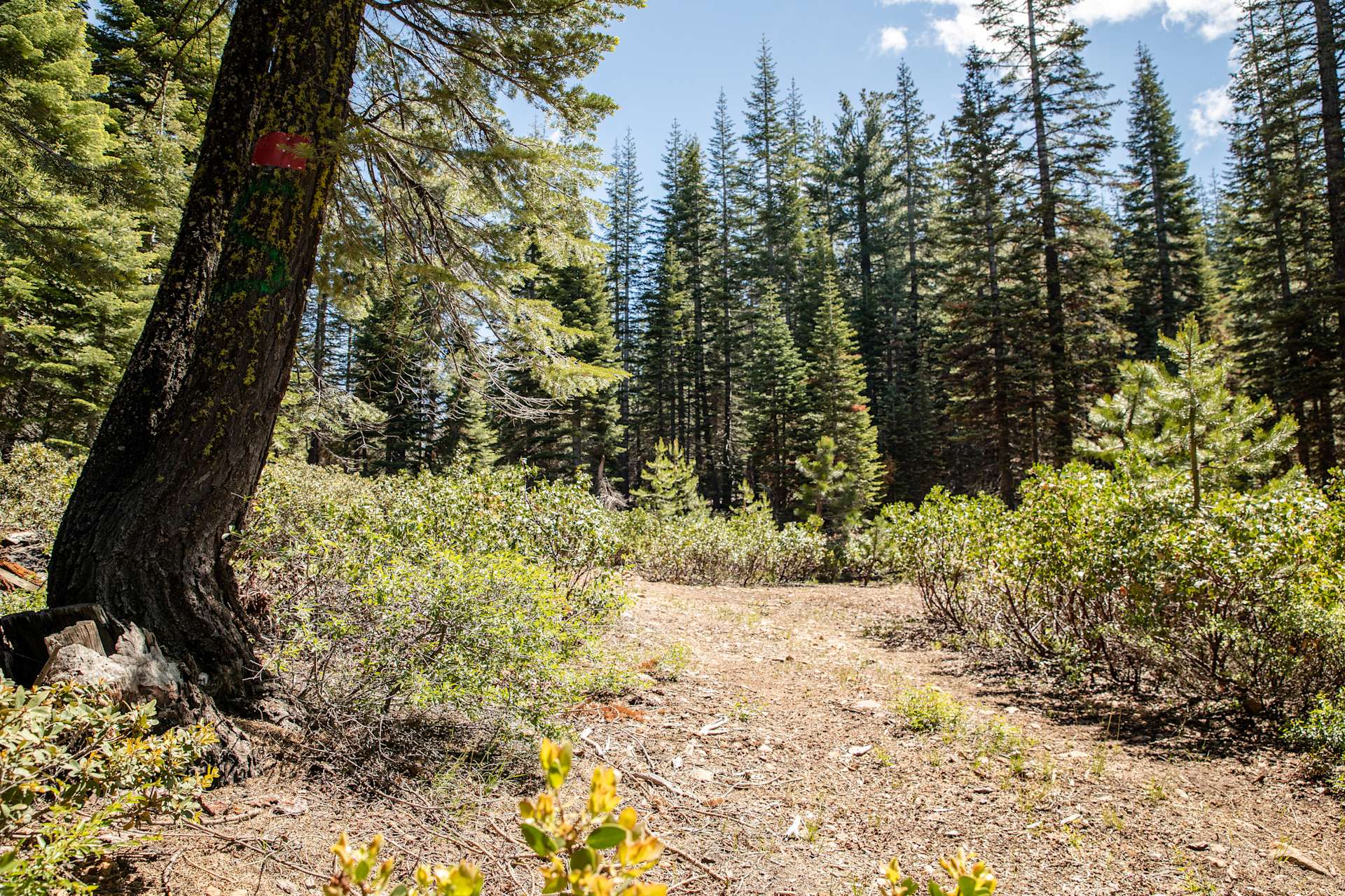 Sugarpine Slopes at Grouse Ridge - Hipcamp in , California