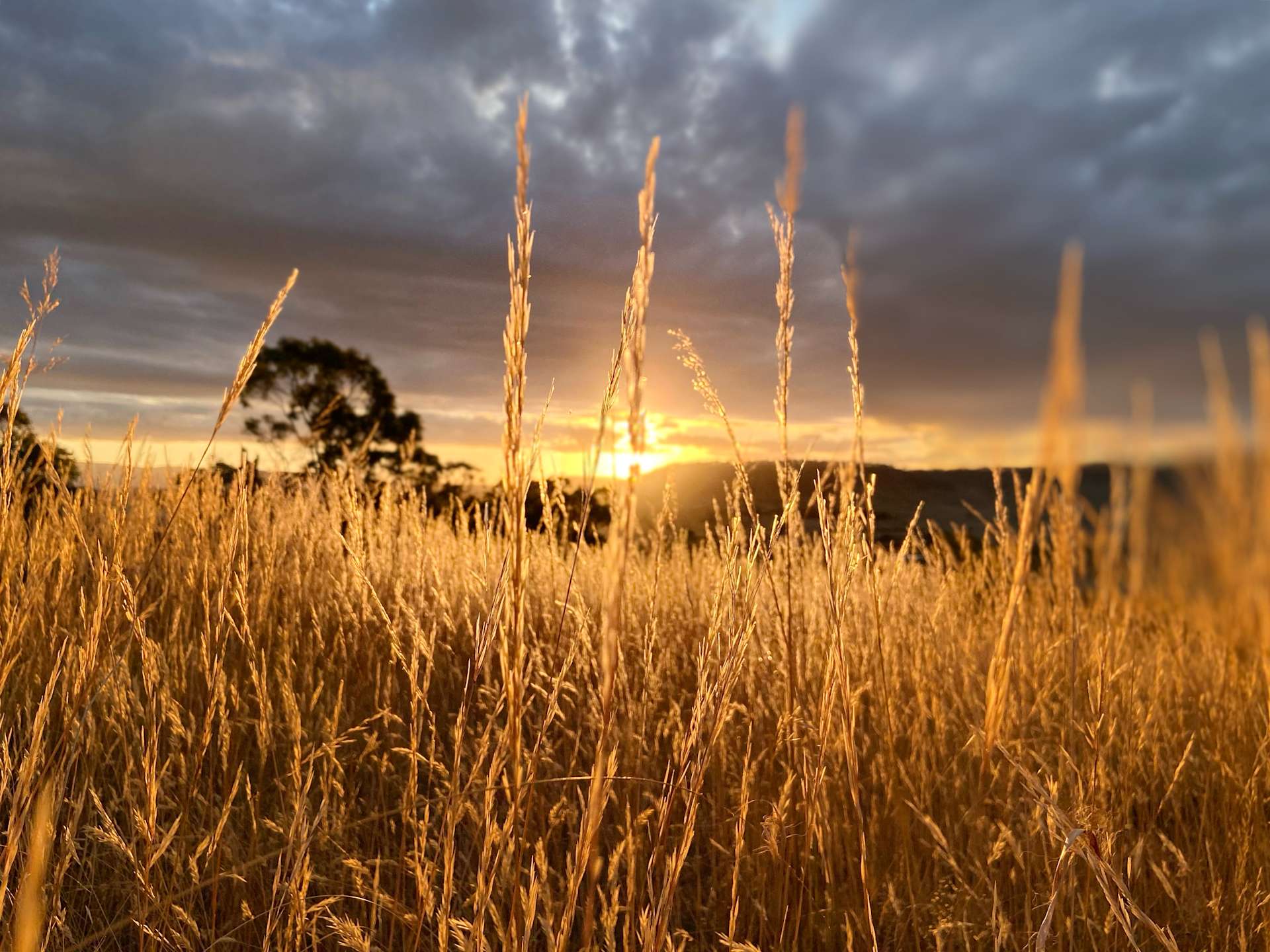 Prossers Ridge Richmond - Hipcamp in Richmond, Tasmania
