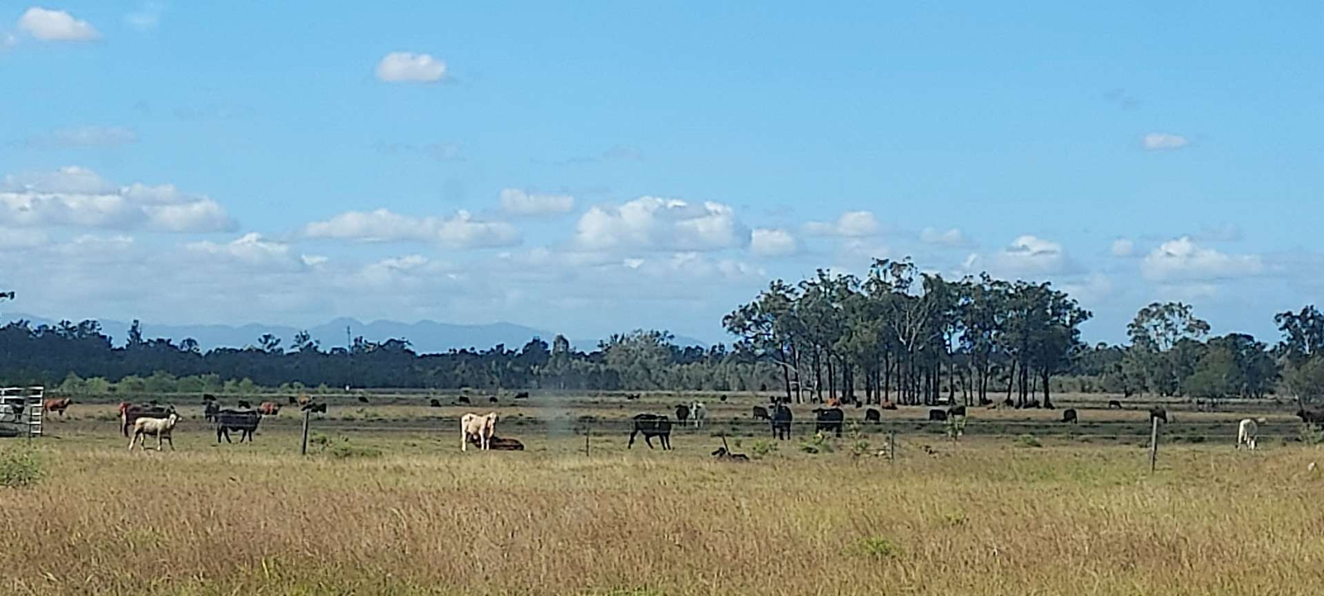 Canoona Park - Hipcamp in , Queensland