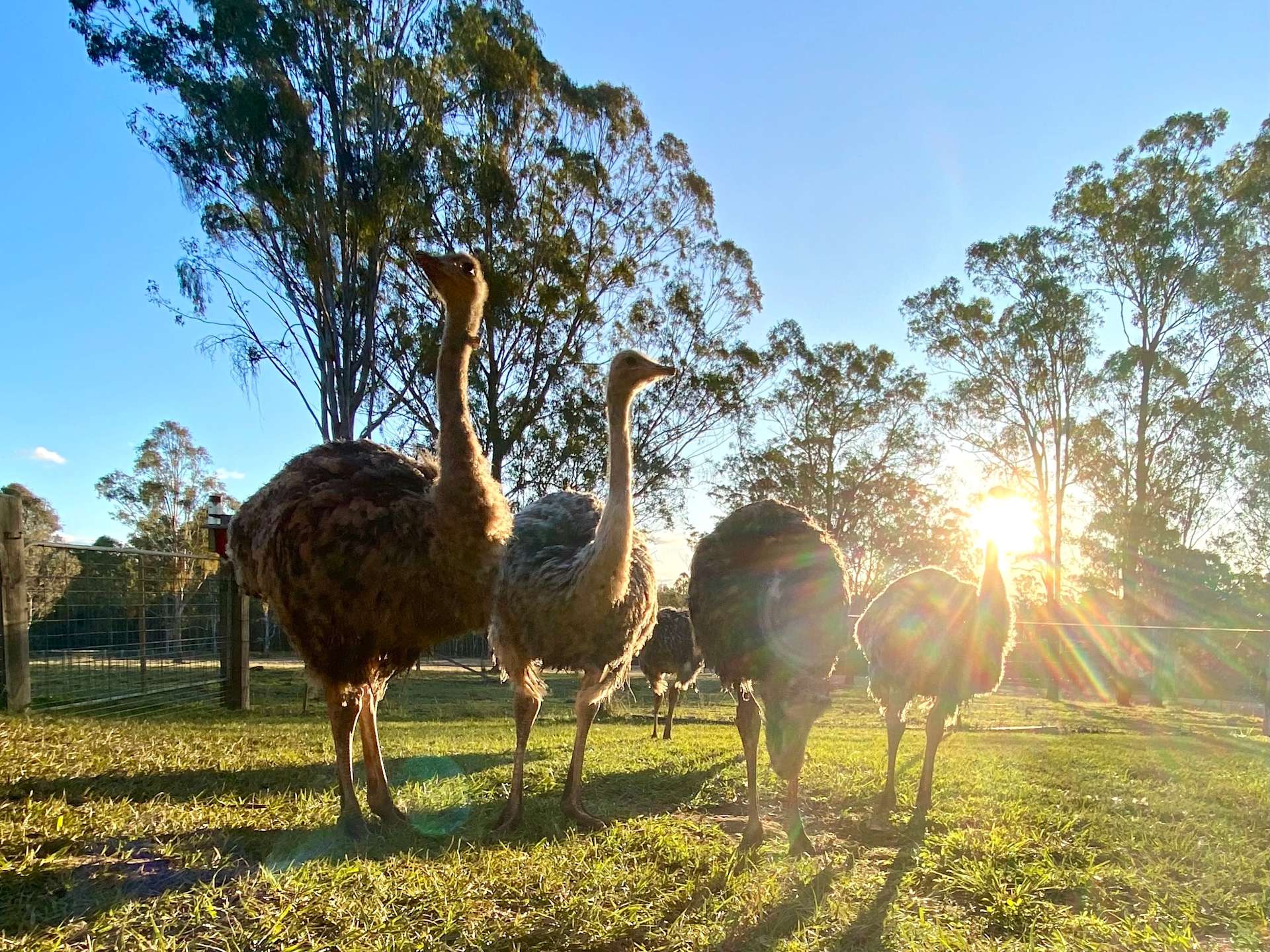 Long Neck Farm - Hipcamp in Allora, Queensland