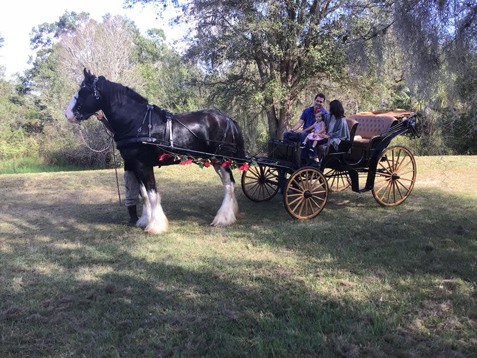Country Horse Farm - Hipcamp in North Port, Florida