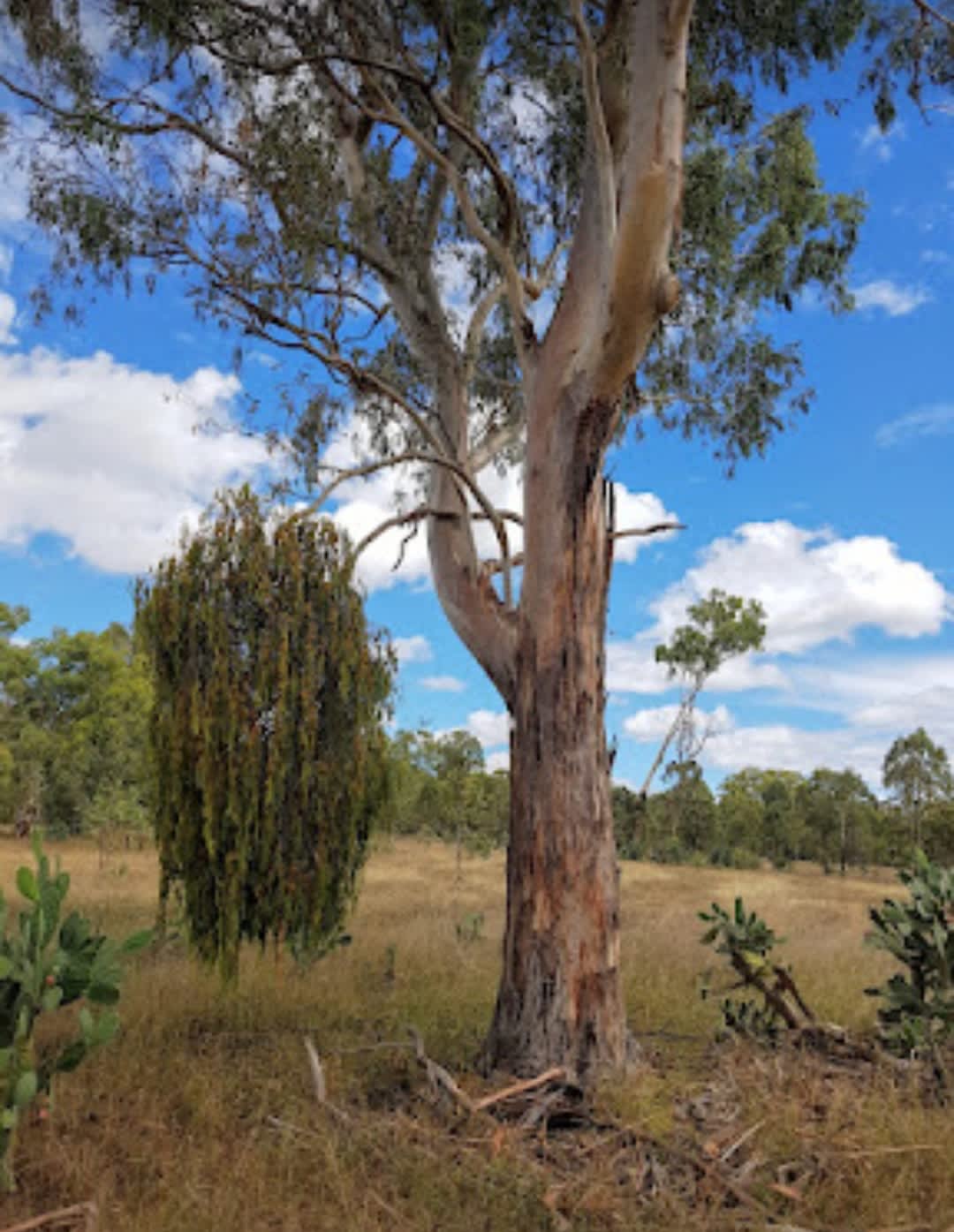 Allora - Hipcamp in Old Talgai, Queensland