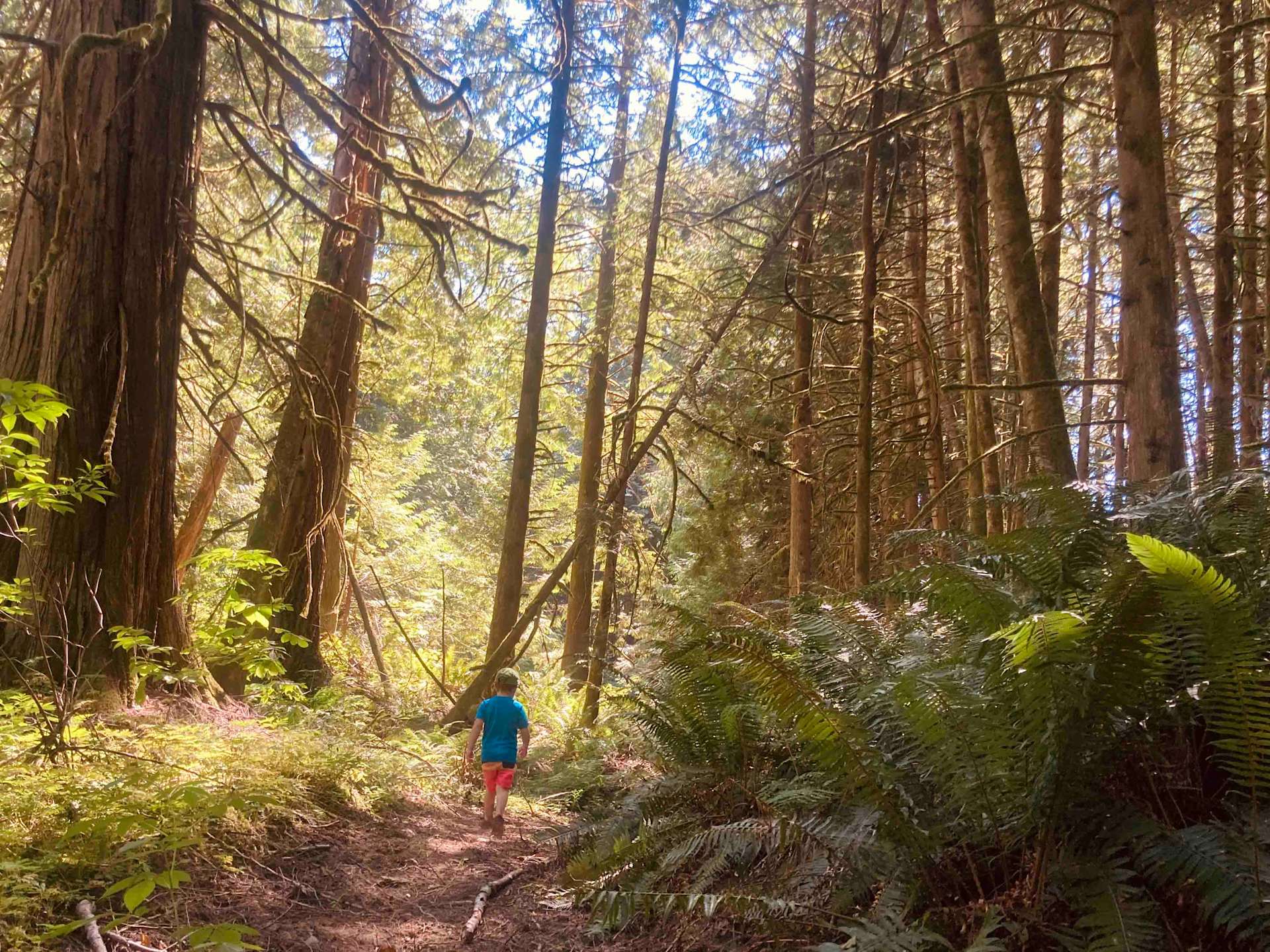 Rusty Ranch Tree Farm and Forest - Hipcamp in Bellingham, Washington